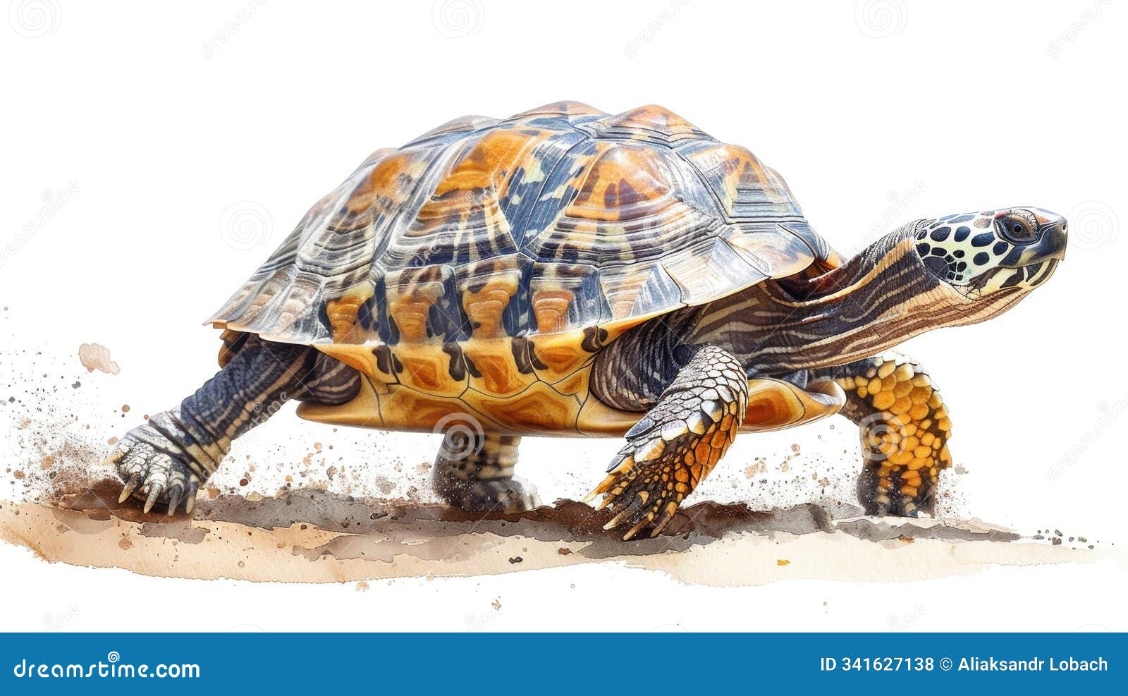 A Running Turtle Highlighted on a White Background Stock Photo - Image ...