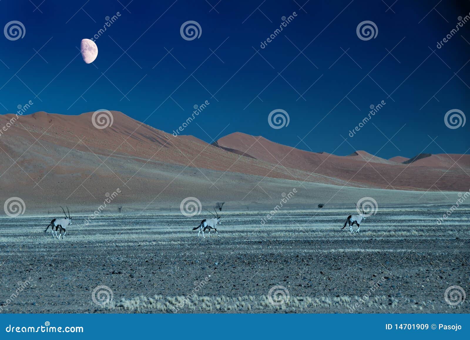 Running under the moon stock image. Image of africa, mammal - 14701909