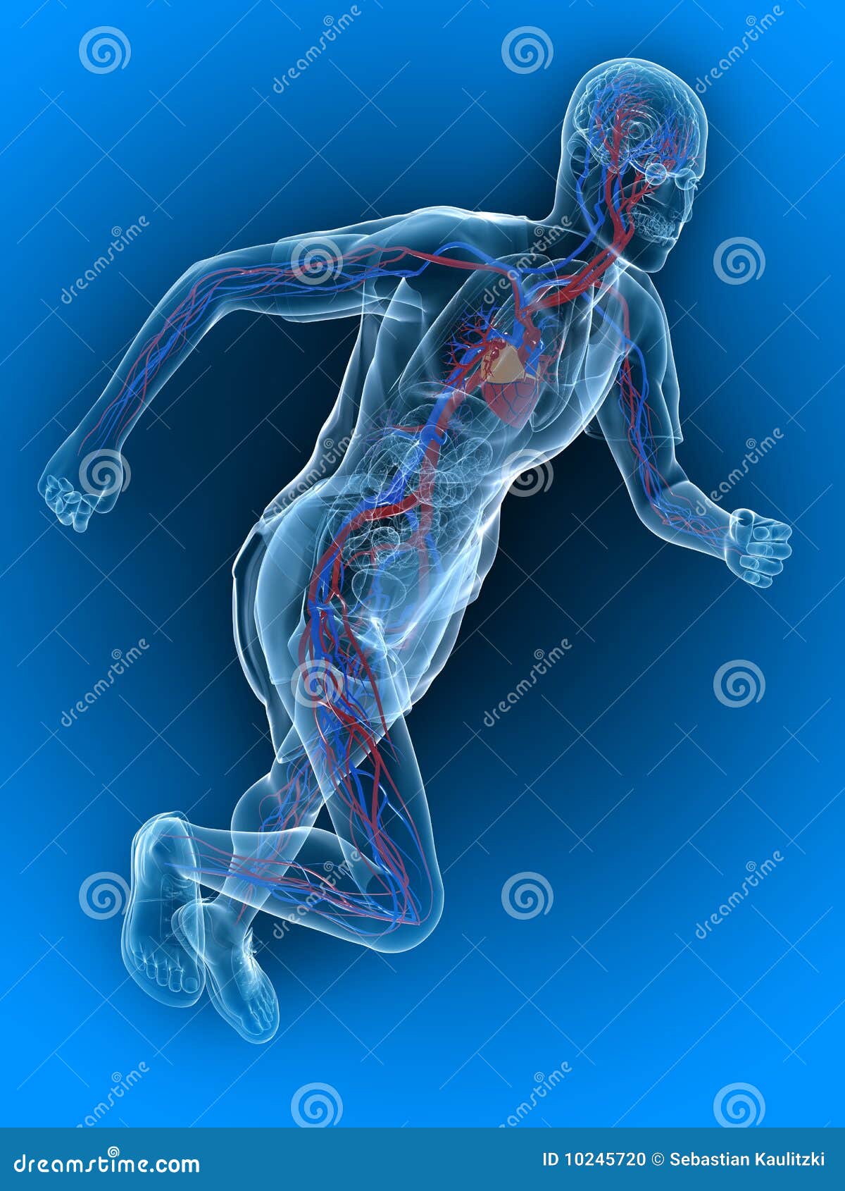 Running Man - Vascular System Royalty-Free Cartoon | CartoonDealer.com ...