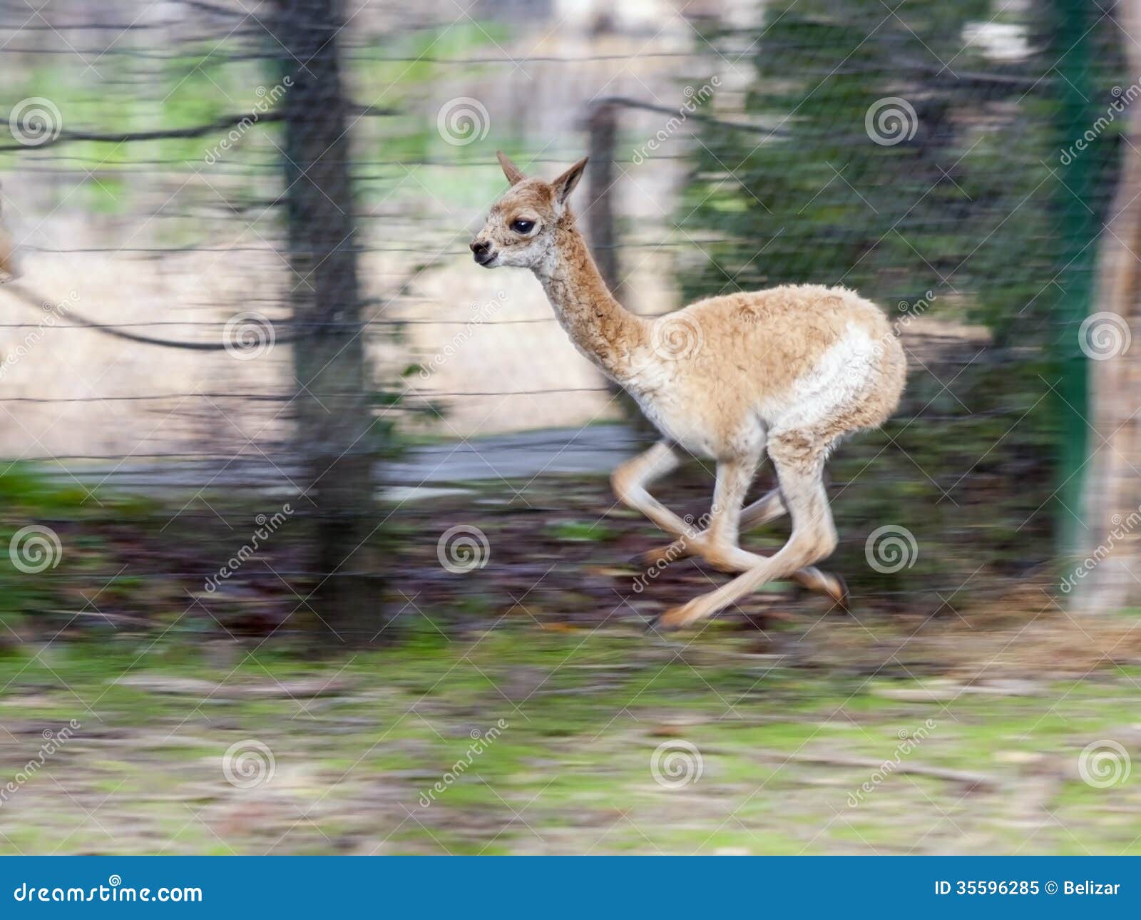 Running vicugna baby stock image. Image of breeding, american - 35596285