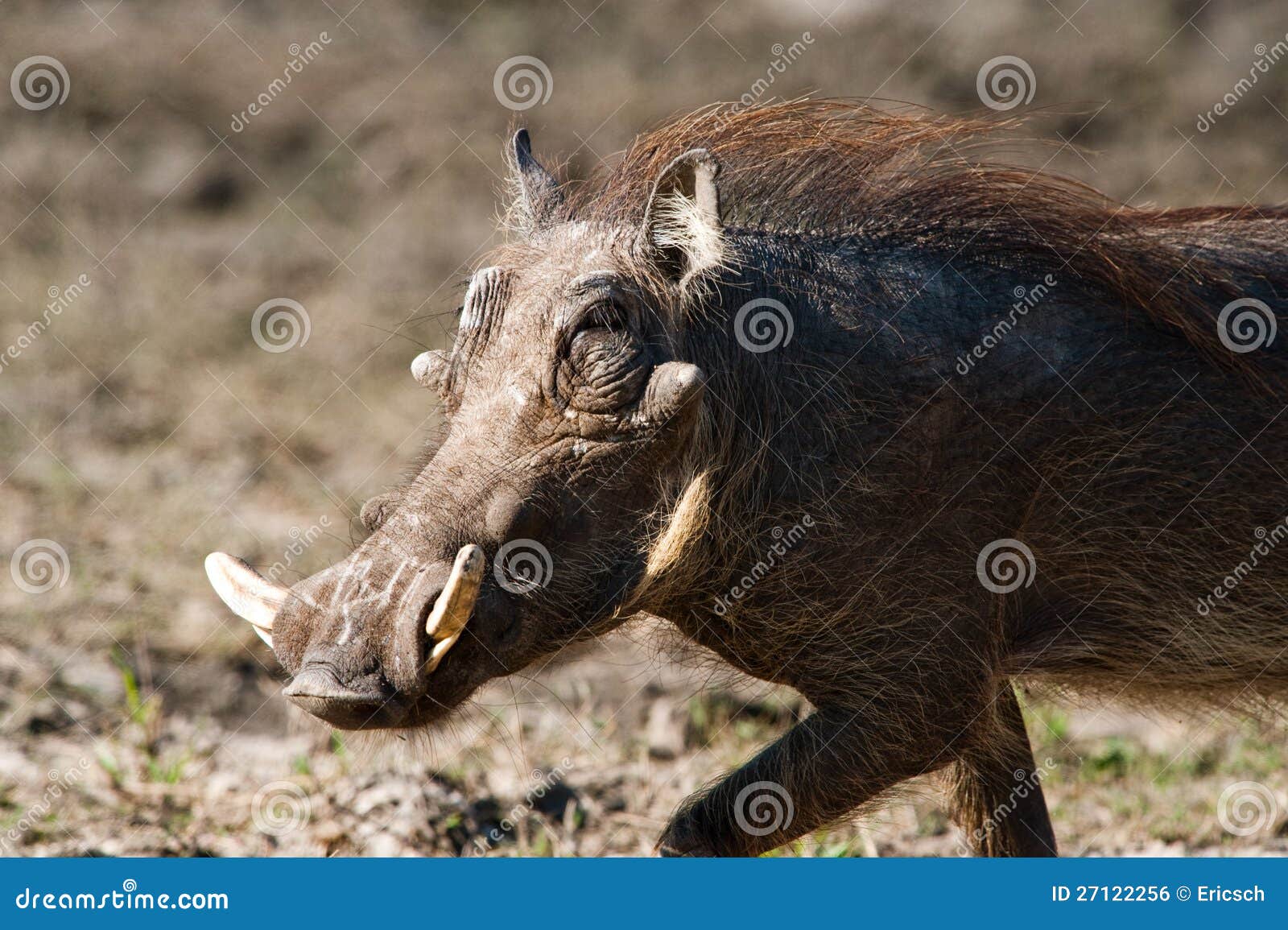 Running Warthog Stock Photos - Download 175 Royalty Free Photos