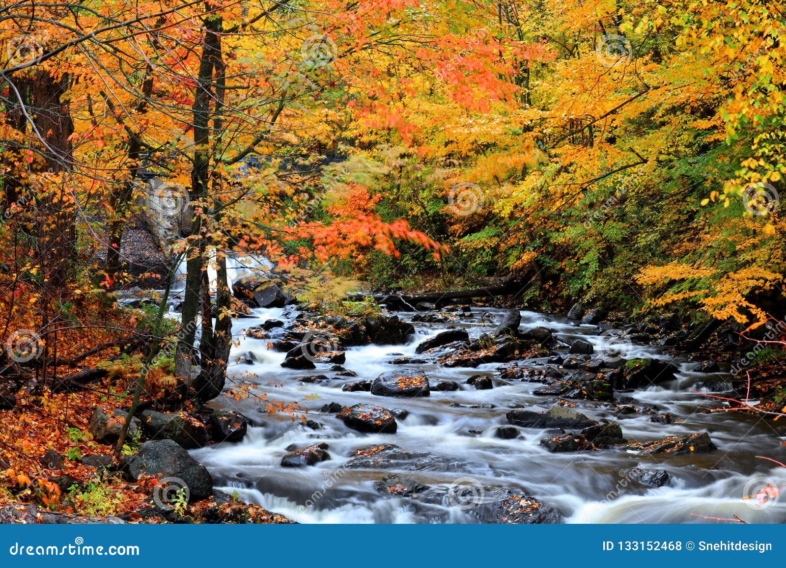 Running Water through Autumn Trees Stock Photo - Image of morning ...