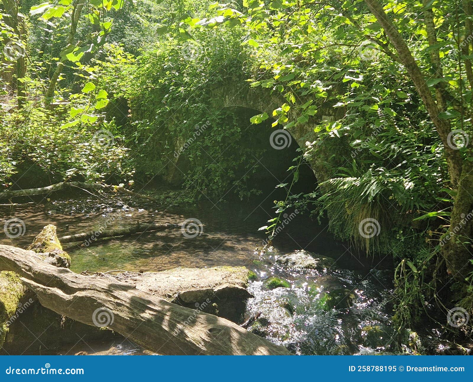 Running Water Spring Under Trees Stock Image - Image of natural, trees ...