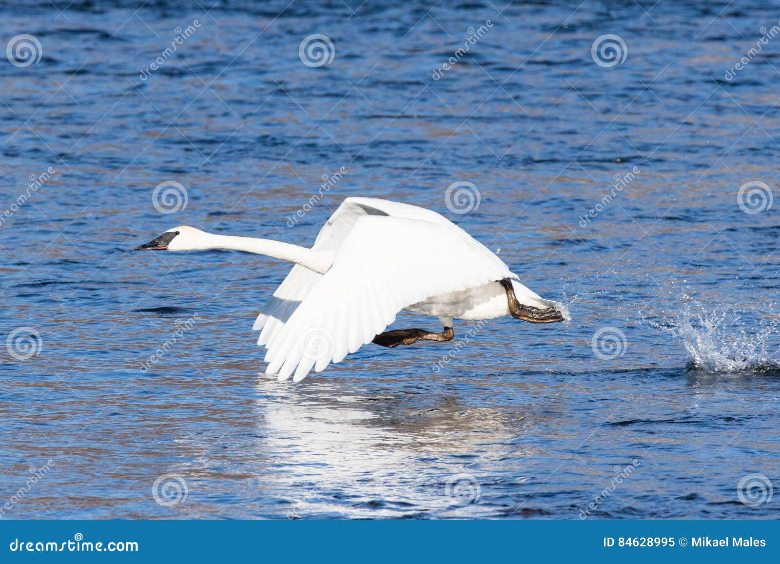 Running on water stock image. Image of behaviors, swans - 84628995