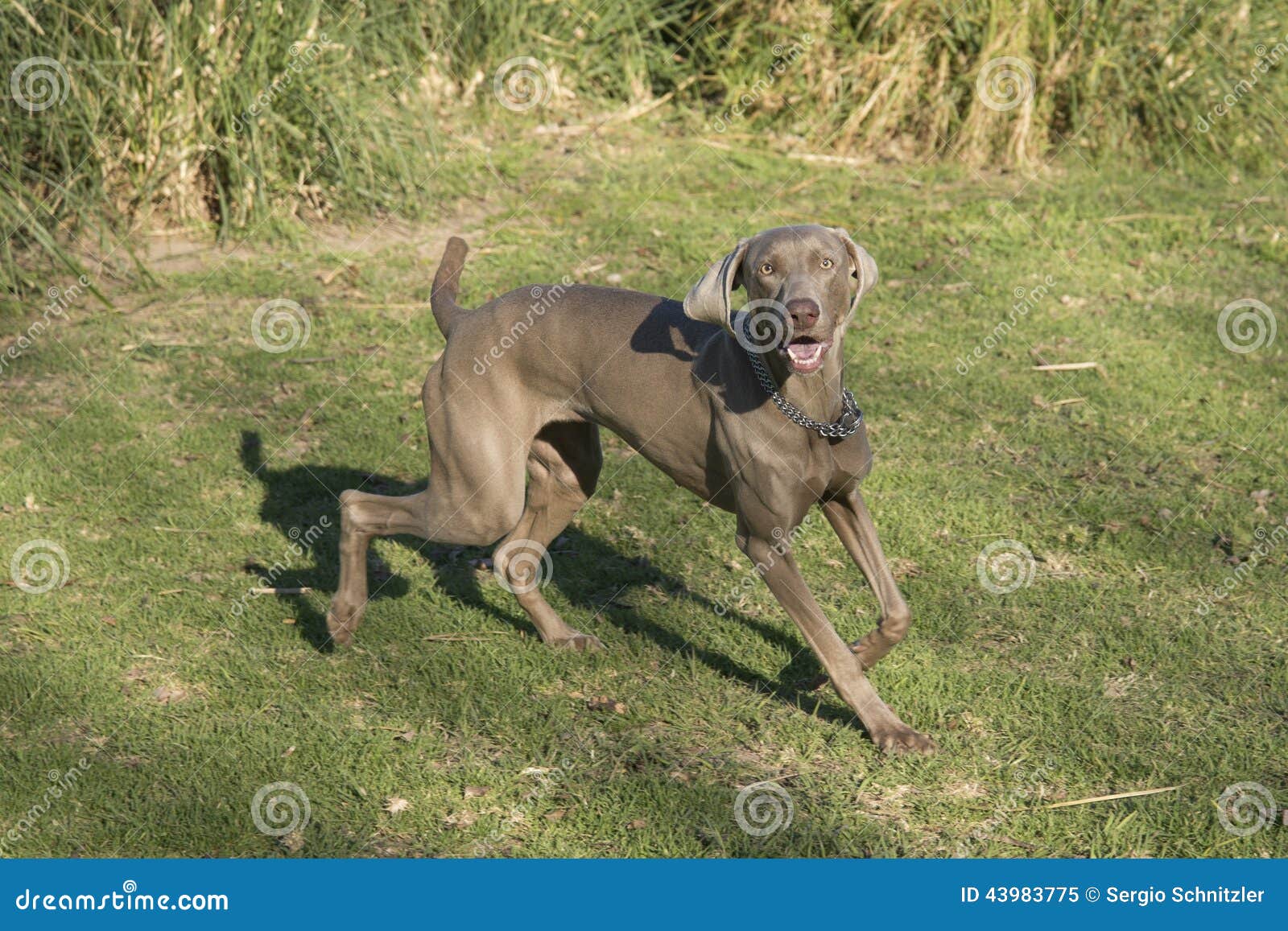 Running weimaraner fotografering för bildbyråer. Bild av husdjur - 43983775