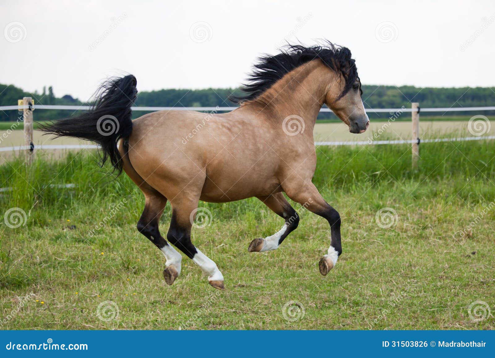 Running Welsh Cob pony stock photo. Image of welsh, field - 31503826