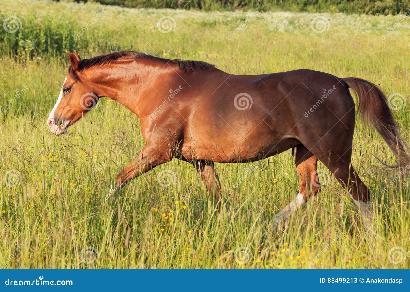 Running Welsh Pony in the Field at Freedom Stock Image - Image of mare ...