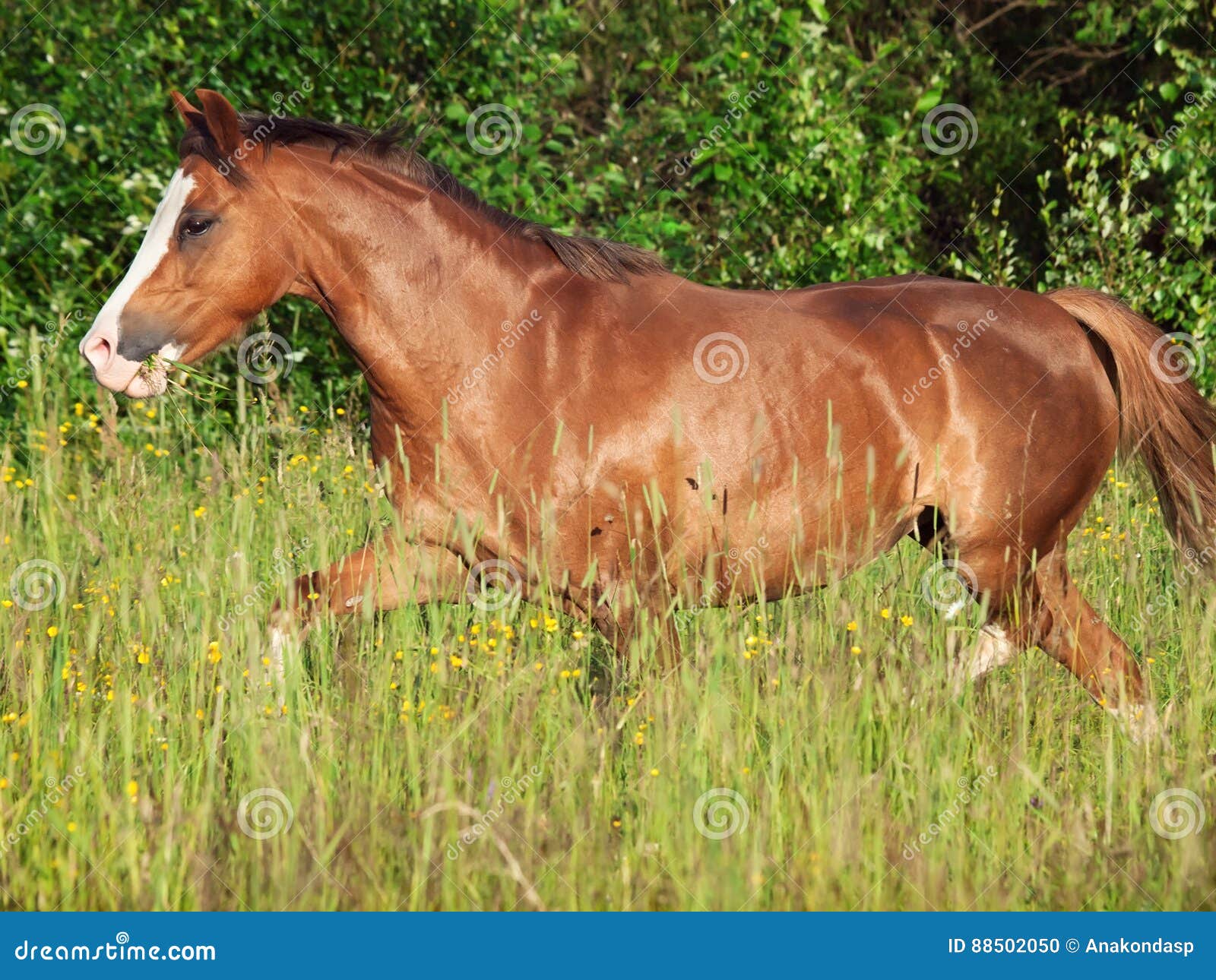 Running Welsh Pony in the Field at Freedom Stock Photo - Image of ...