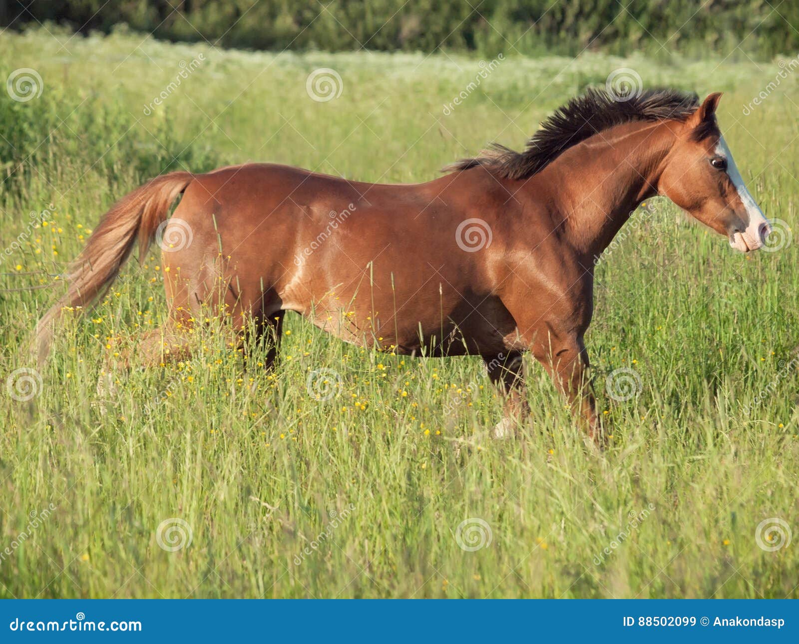 Running Welsh Pony in the Field at Freedom Stock Image - Image of head ...