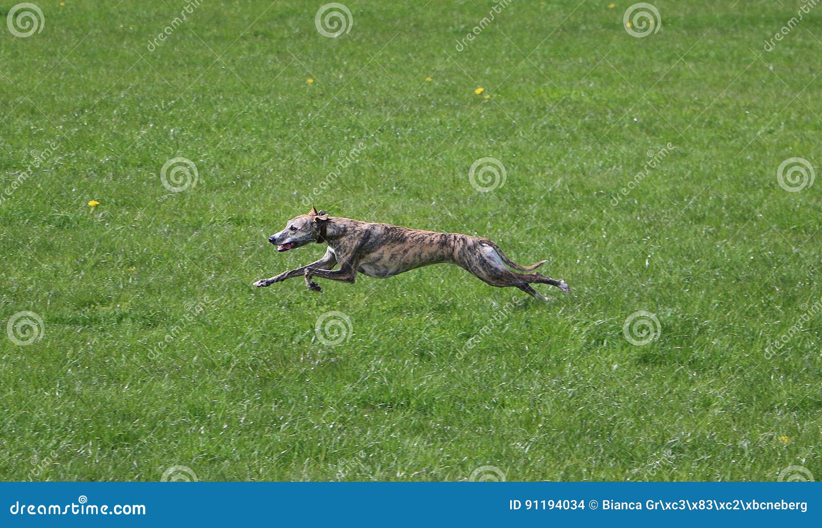 Running whippet stock photo. Image of beauty, nature - 91194034