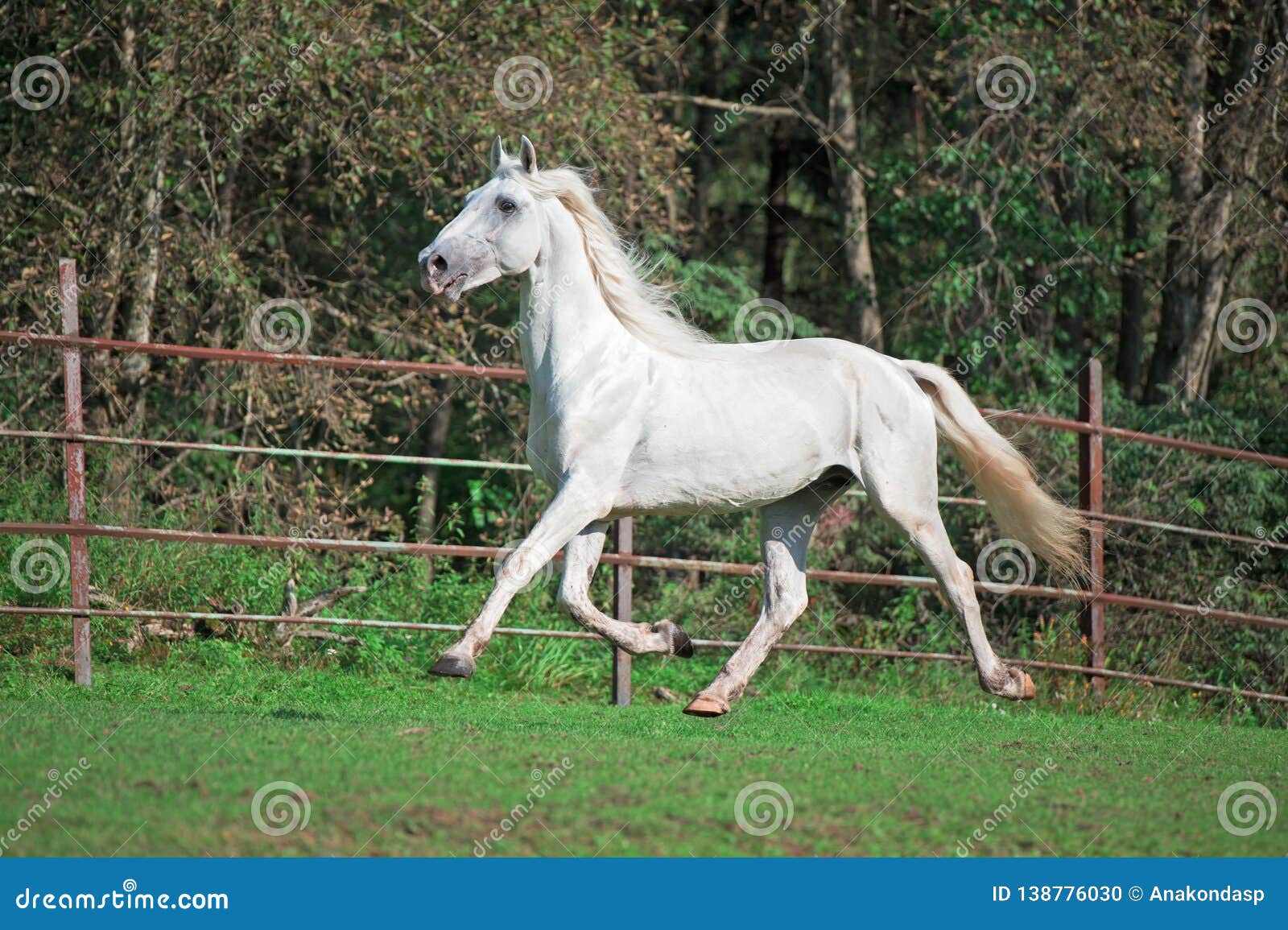 Running White Beautiful Orlov Trotter Stallion in Paddock Stock Photo ...