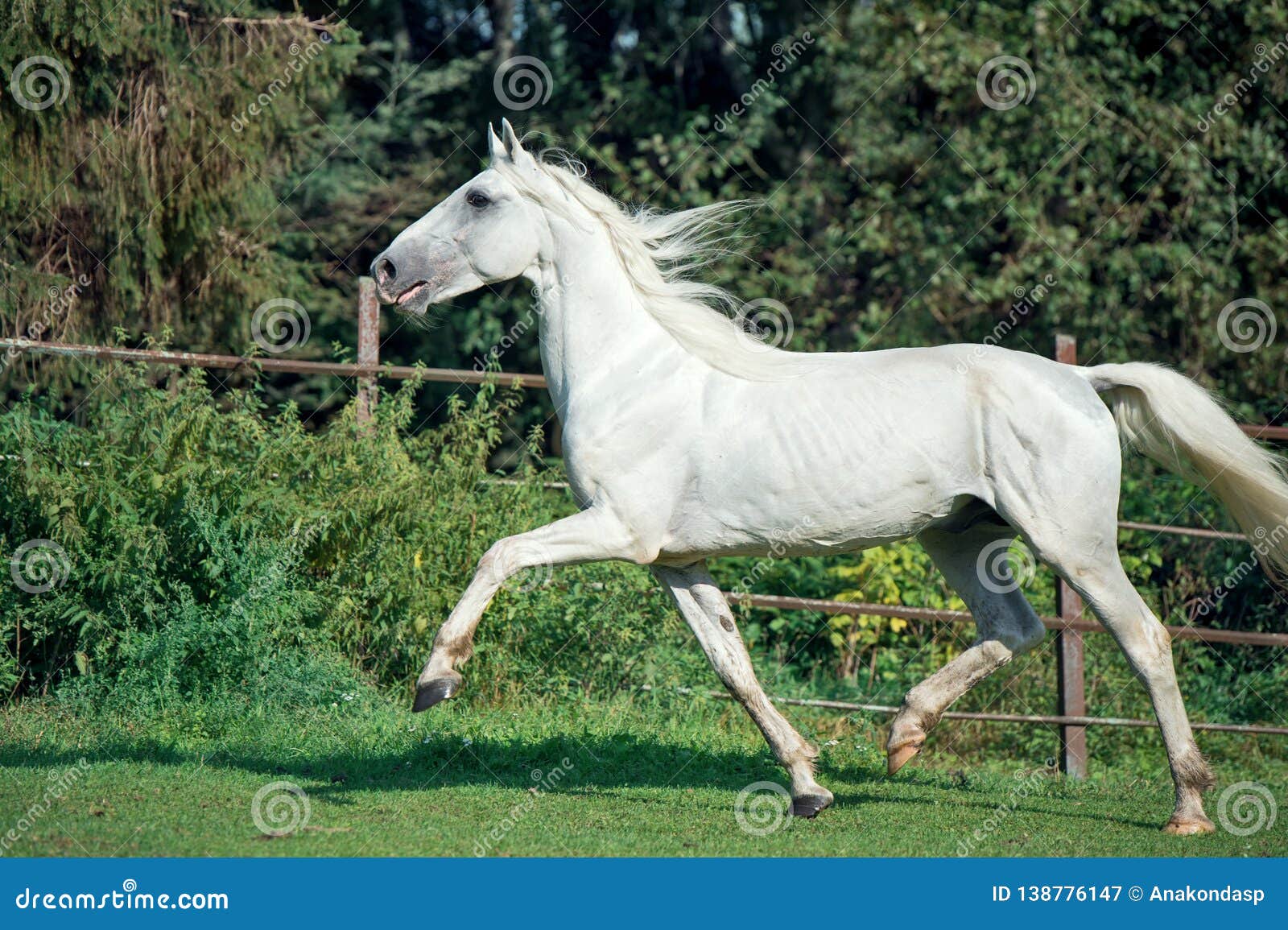 Running White Beautiful Orlov Trotter Stallion in Paddock Stock Image ...