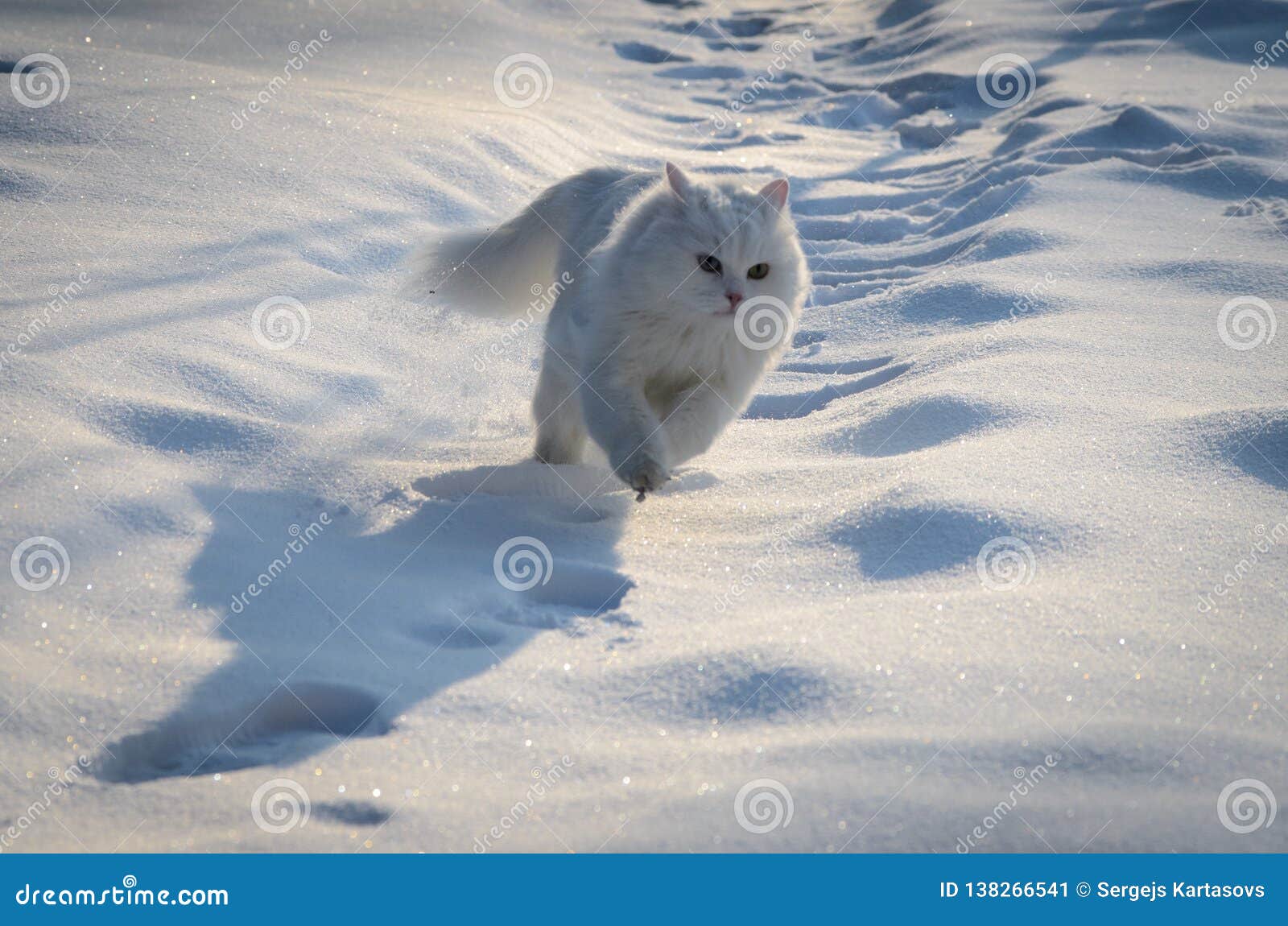 Running white cat in snow stock image. Image of domestic - 138266541