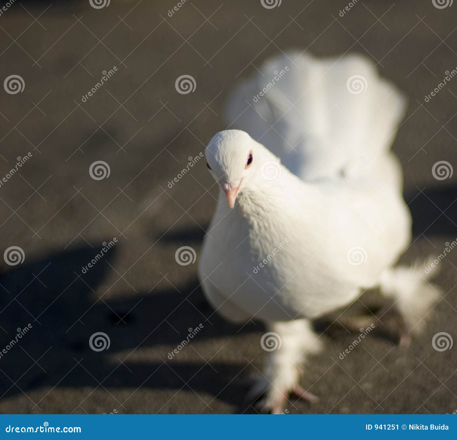 Running white dove stock image. Image of peace, street - 941251