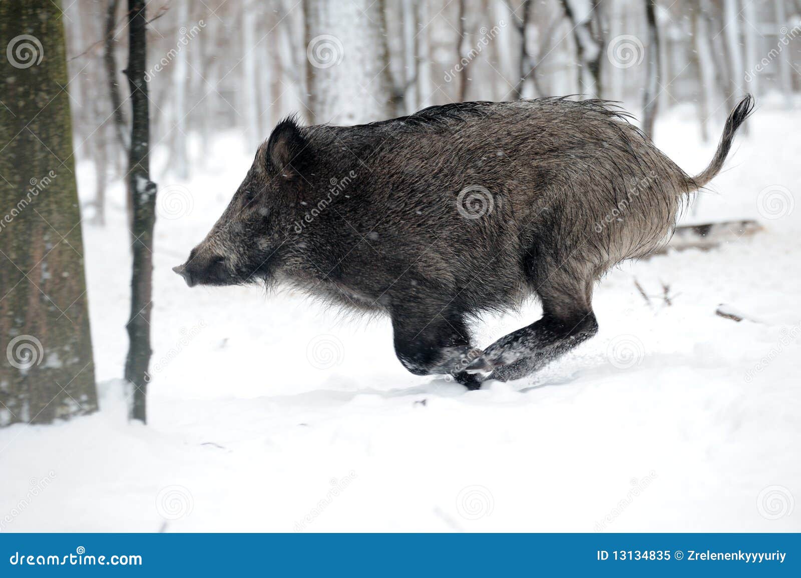 Running wild boar stock image. Image of predator, danger - 13134835