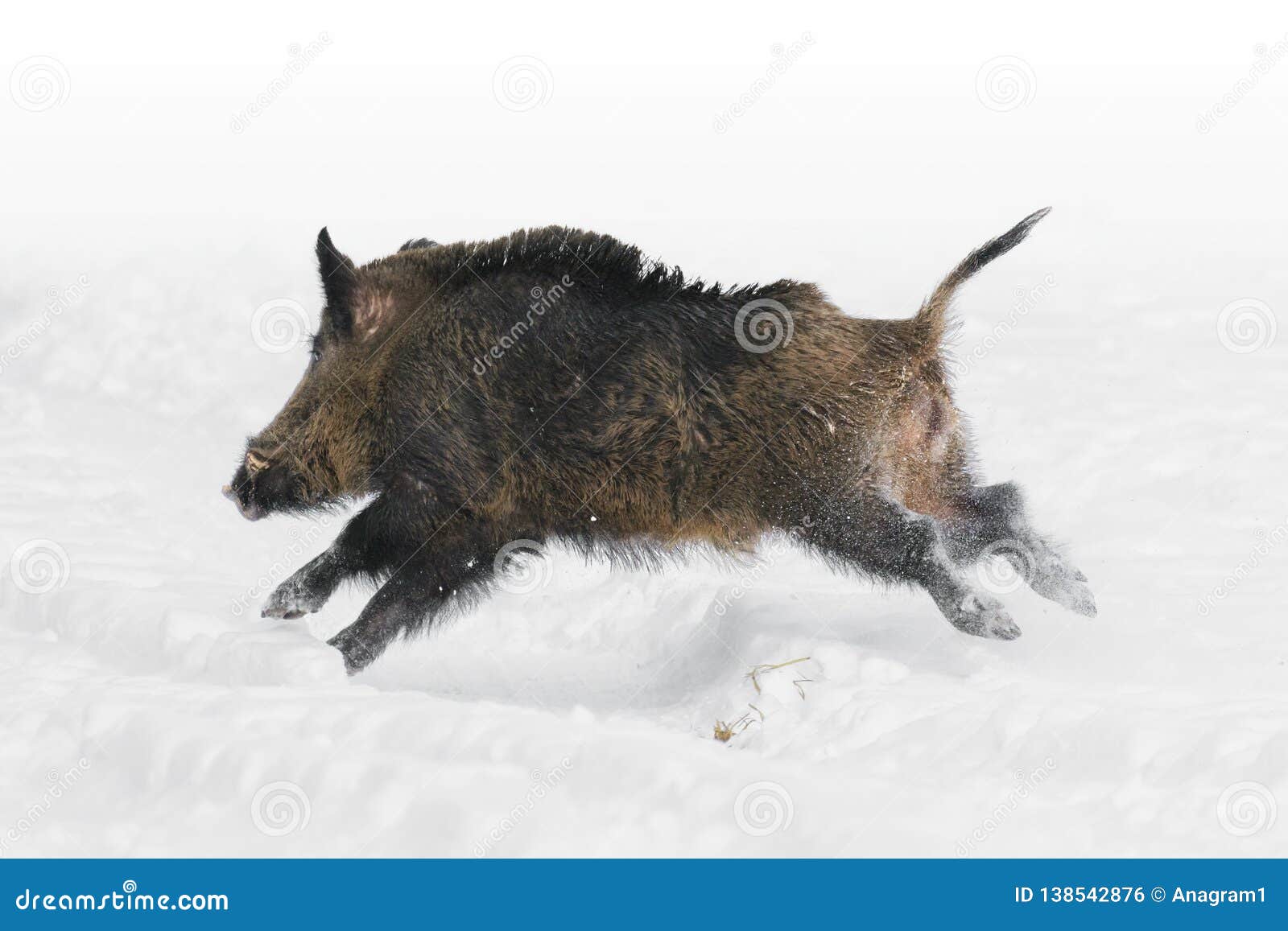 Wild boar in the snow stock photo. Image of snout, smelling - 138542876