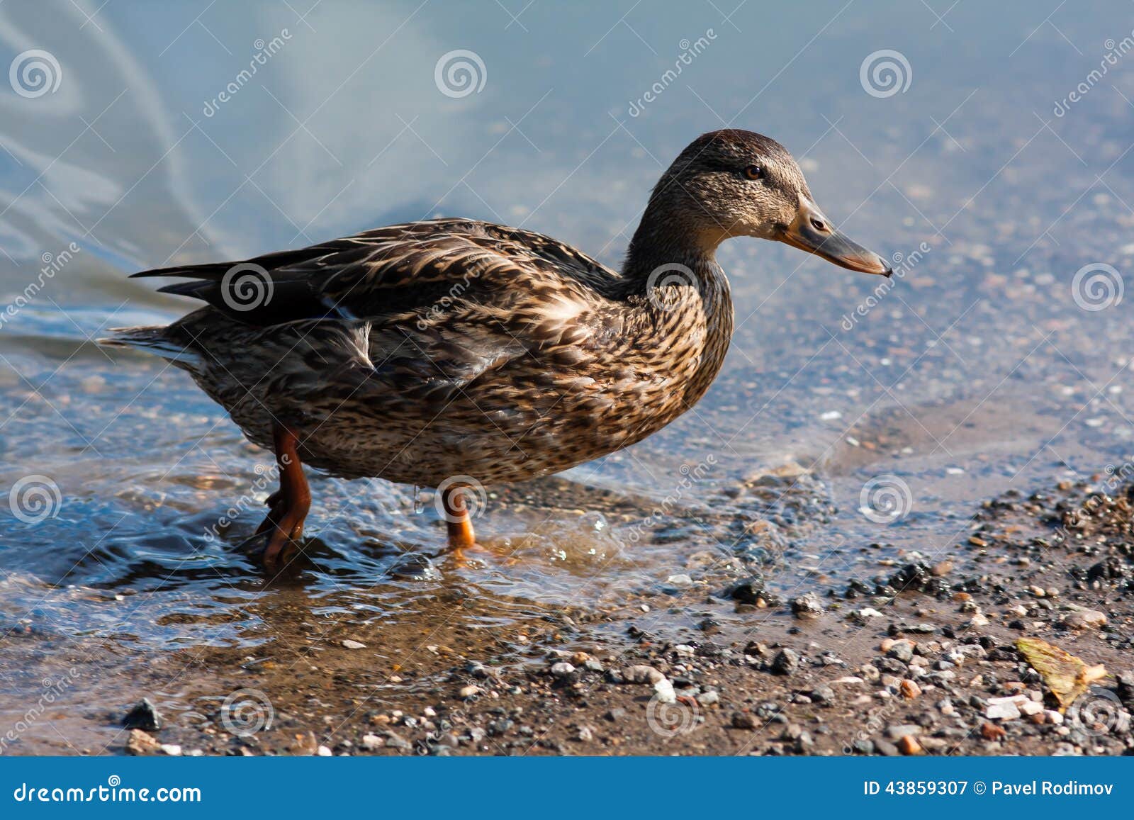 Running wild duck stock image. Image of environment, game - 43859307