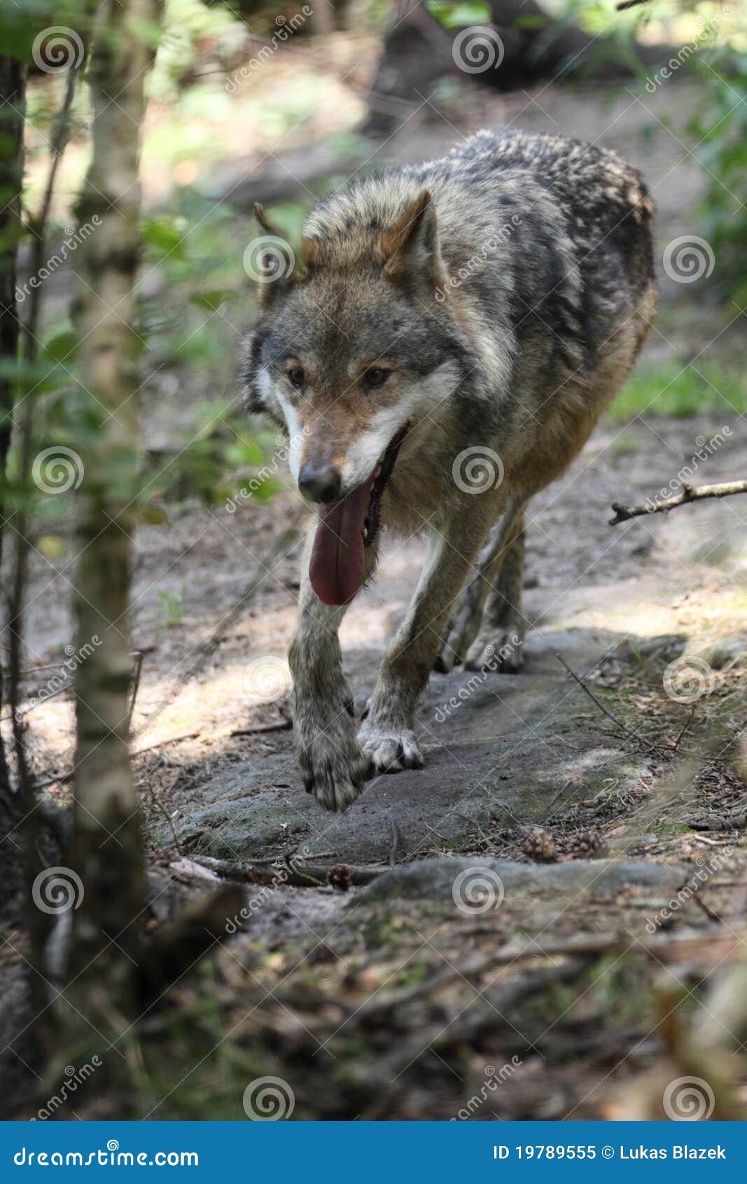 Running wolf stock image. Image of forest, animal, decin - 19789555