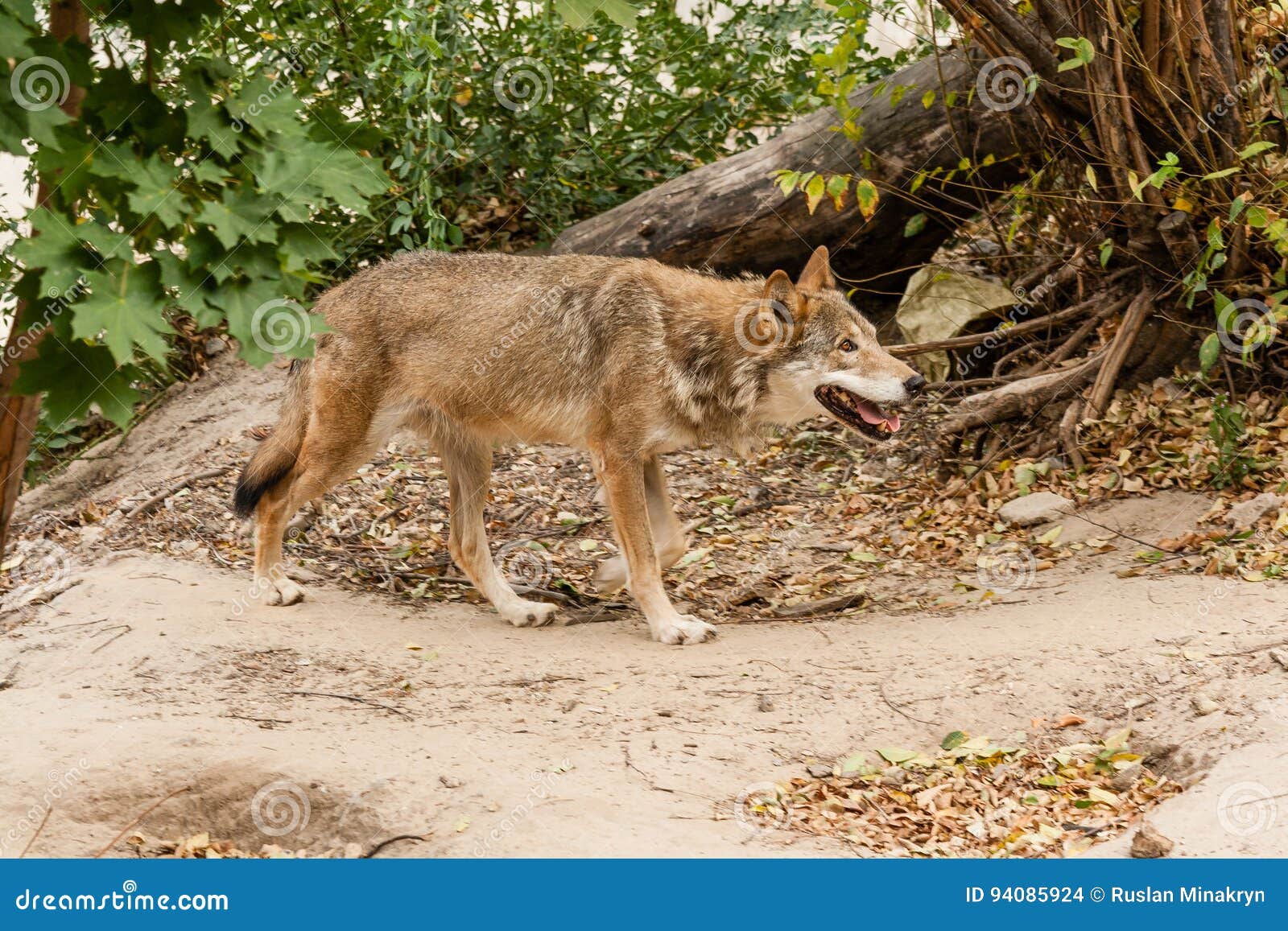 Running wolf stock photo. Image of furry, mouth, mammal - 94085924