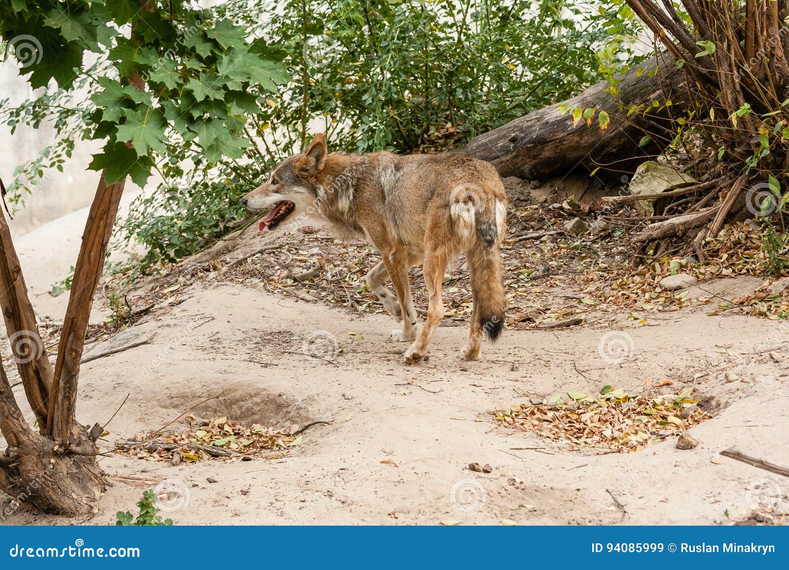 Running wolf stock image. Image of gray, cold, isolated - 94085999