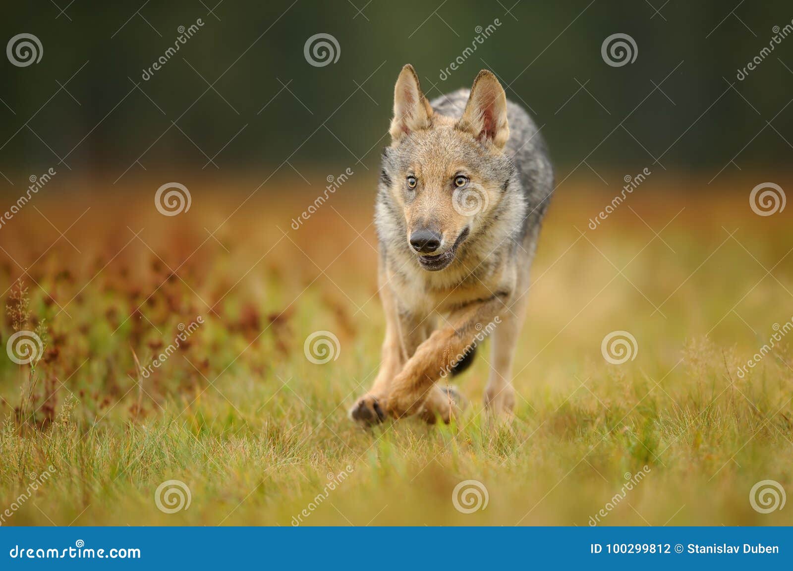 Running Wolf Cub from Front View Stock Photo - Image of menacing, beast ...