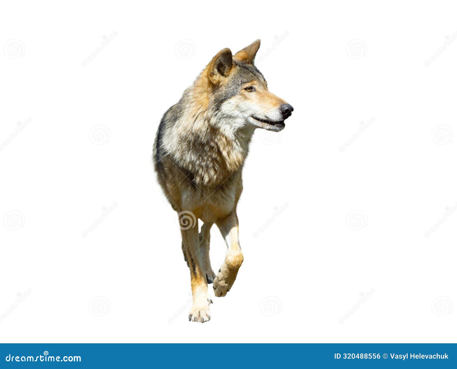 Running Wolf Isolated on White Stock Photo - Image of walking, timber ...
