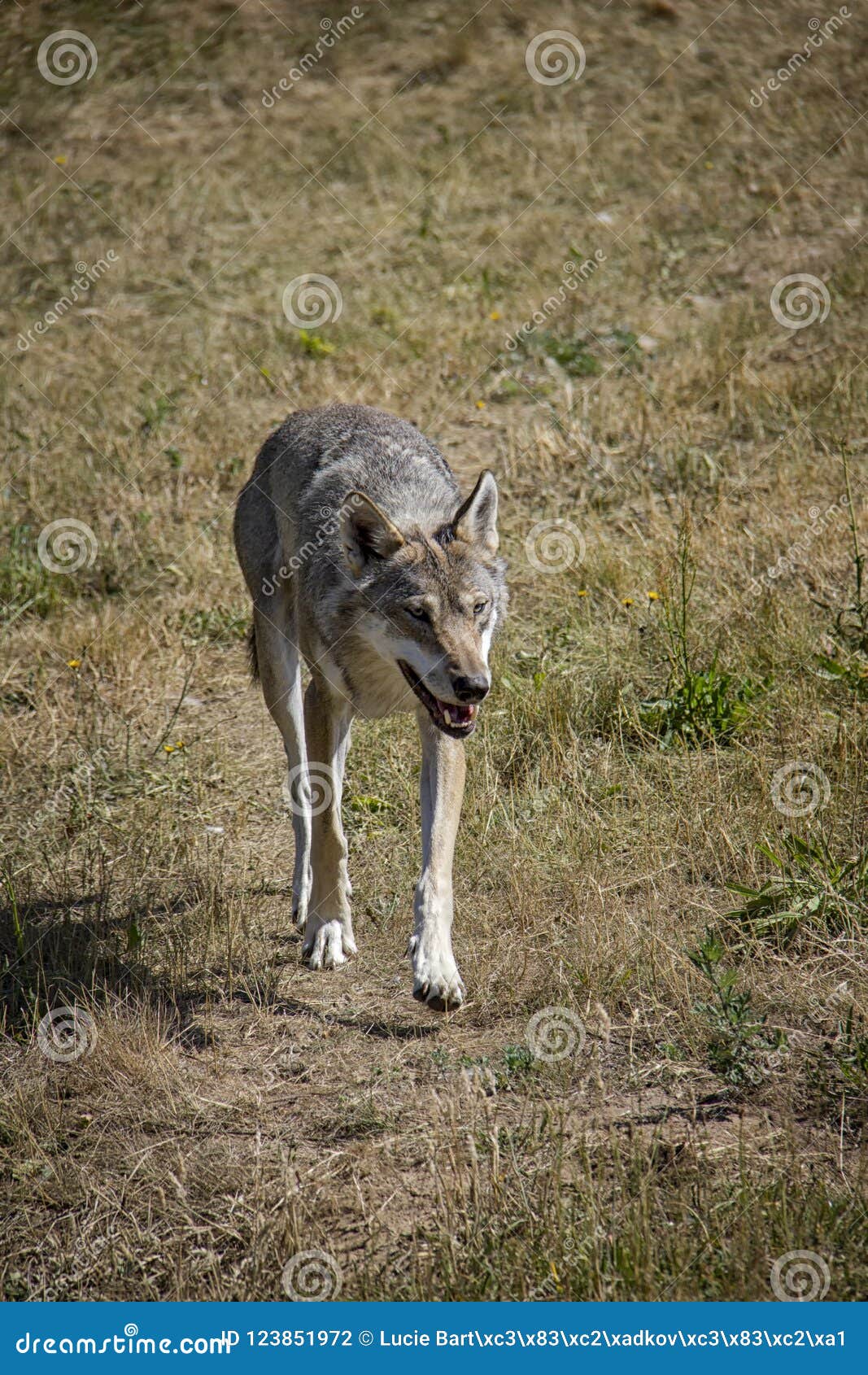 Running wolf. stock photo. Image of carnivore, meadow - 123851972