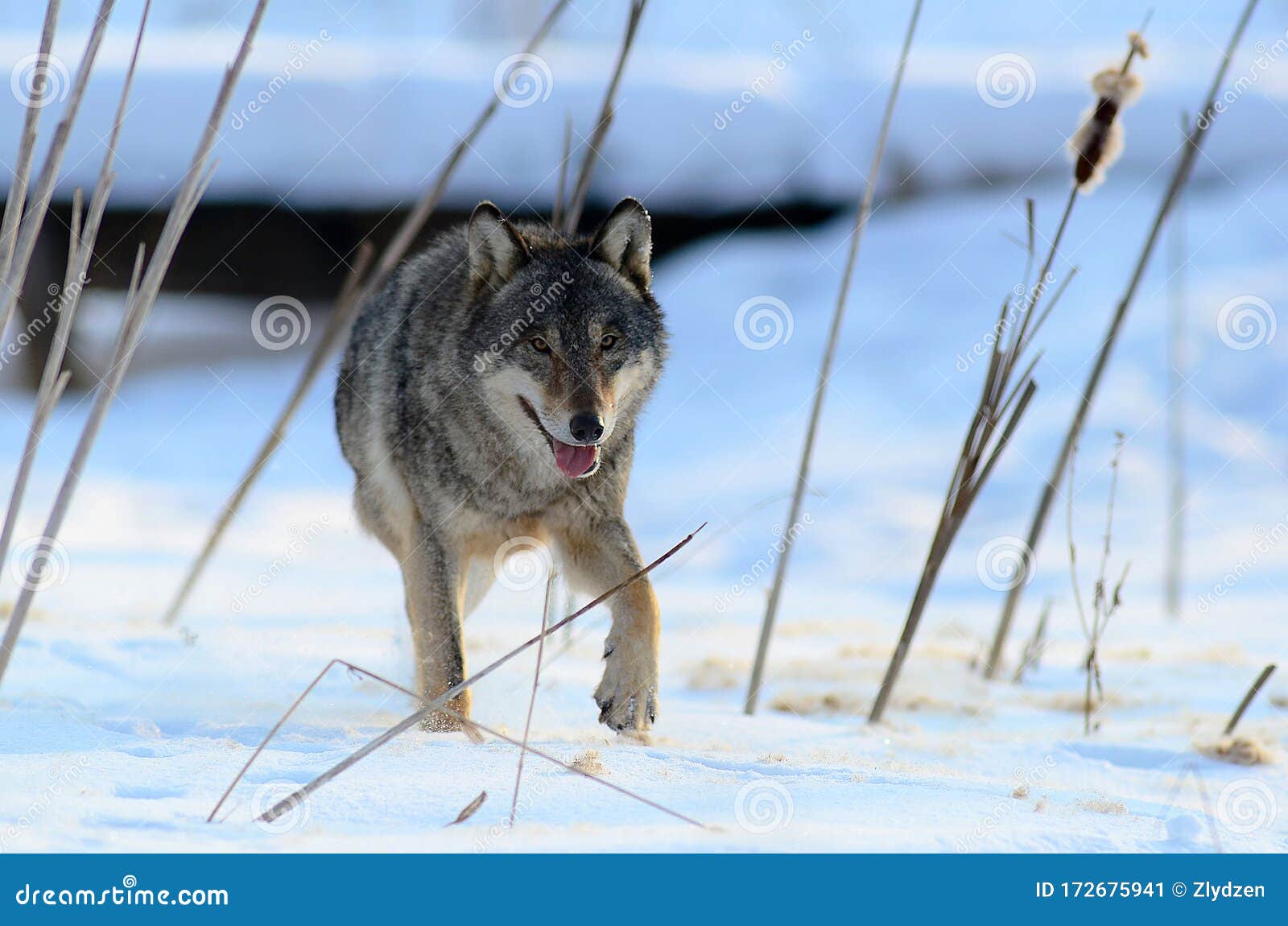 Running Wolf on Snow in Winter Stock Image - Image of danger, canine ...