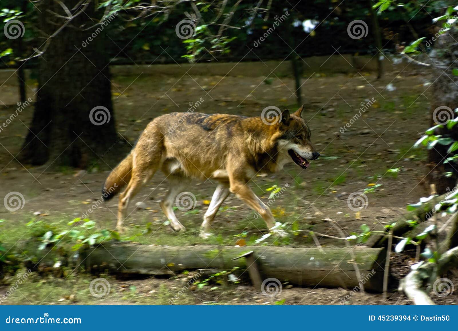 Running wolf stock photo. Image of persistence, life - 45239394