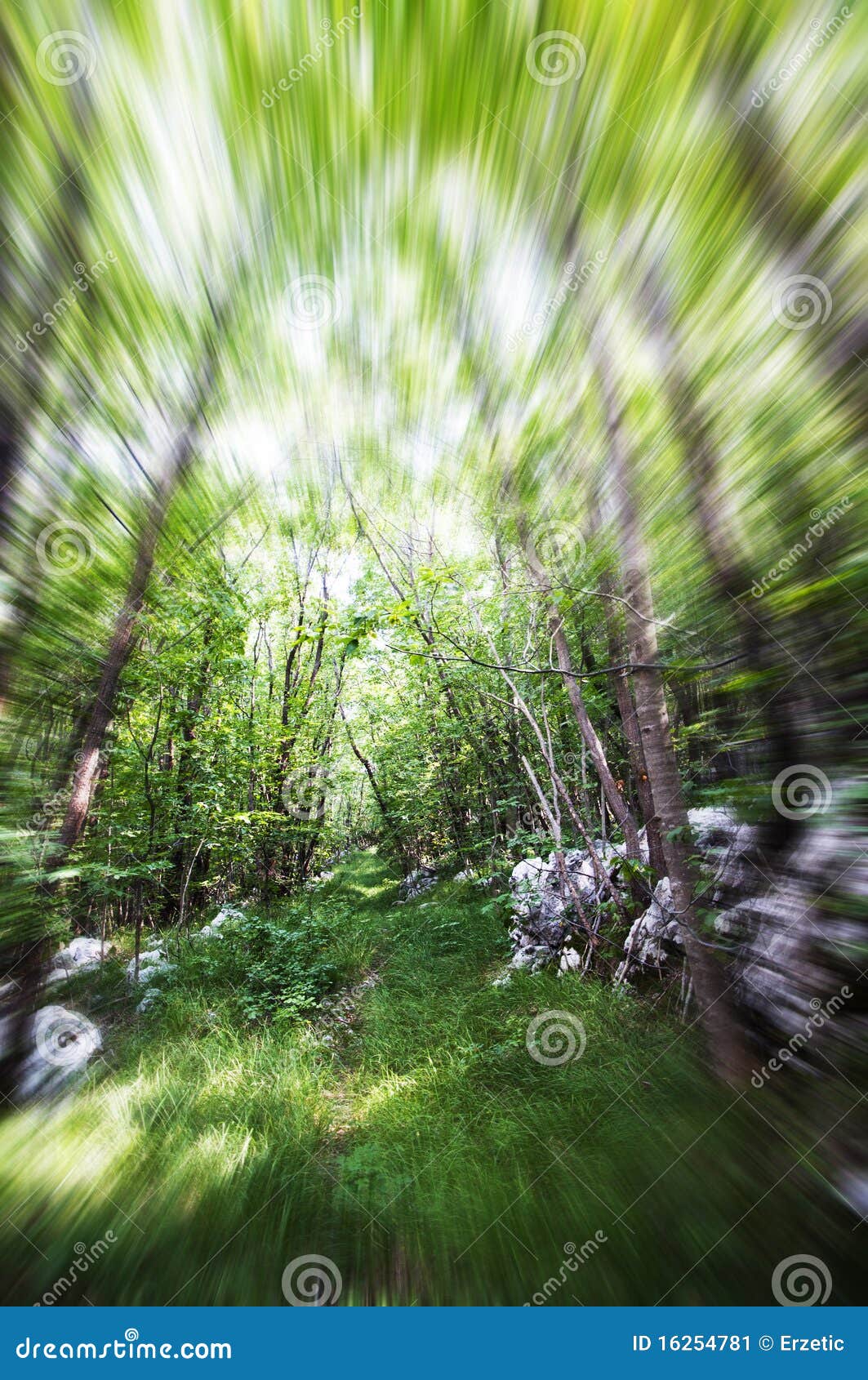 Running through the woods stock image. Image of forest - 16254781