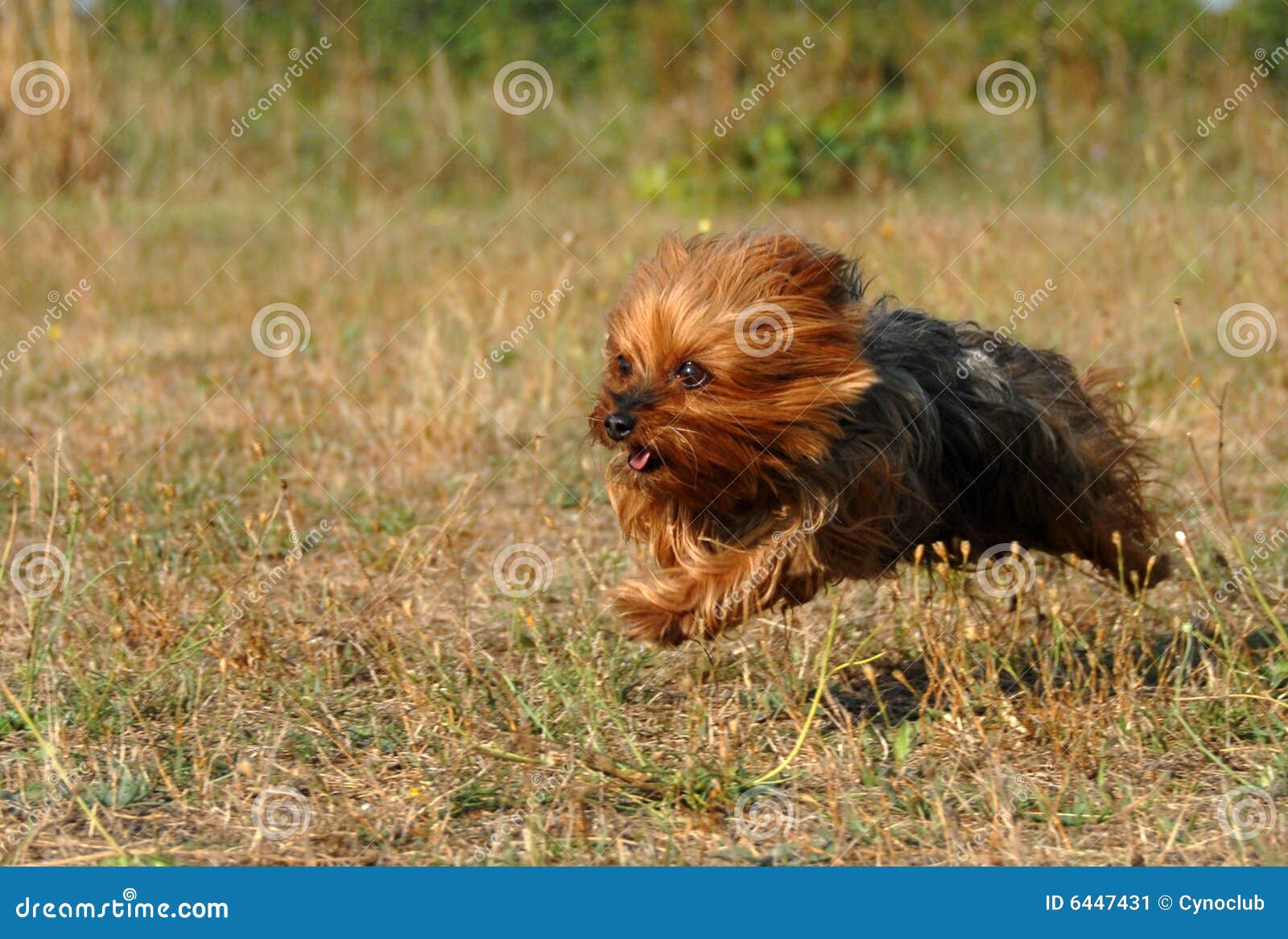 Running yorkshire terrier stock image. Image of terrier - 6447431