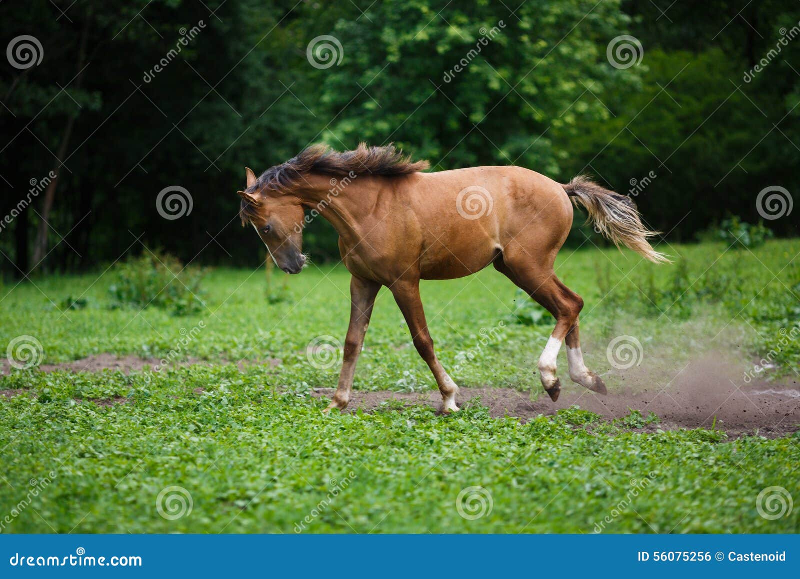 Running young foal stock photo. Image of riding, feed - 56075256