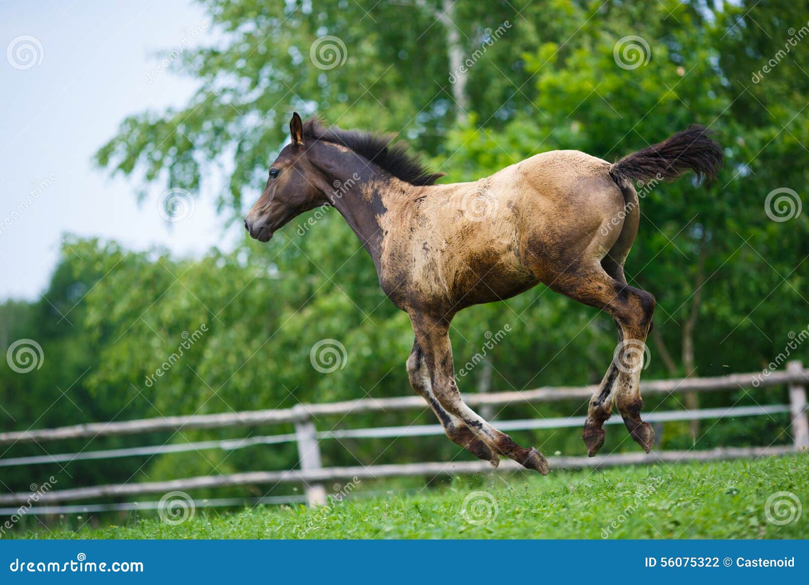 Running young foal stock photo. Image of feed, field - 56075322