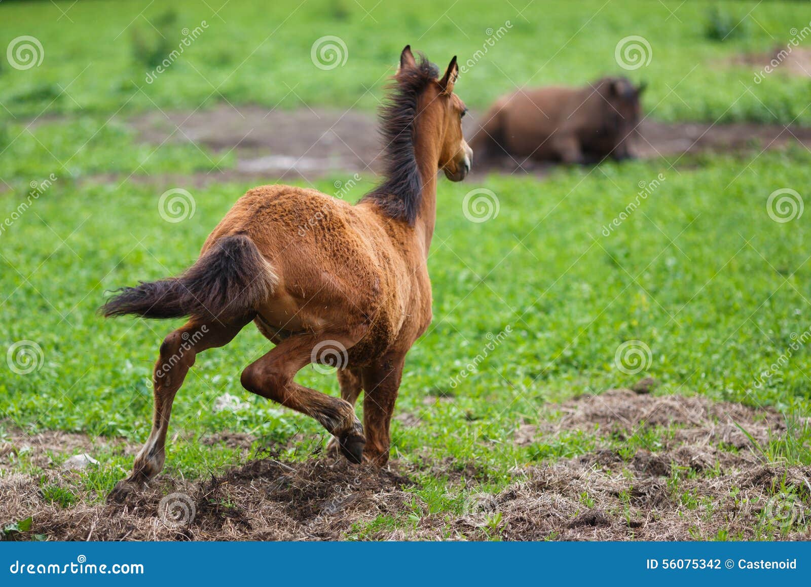 Running young foal stock photo. Image of runing, nature - 56075342