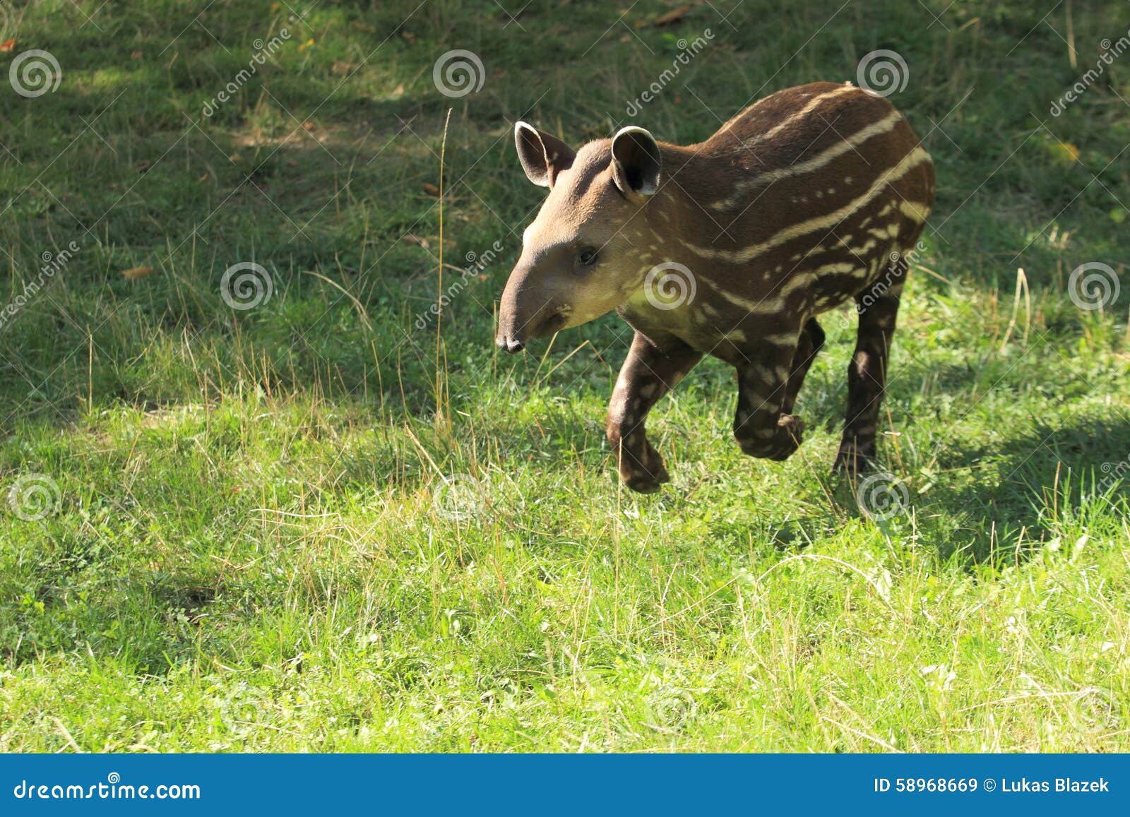 Running Young Lowland Tapir Stock Image - Image of lowland, young: 58968669