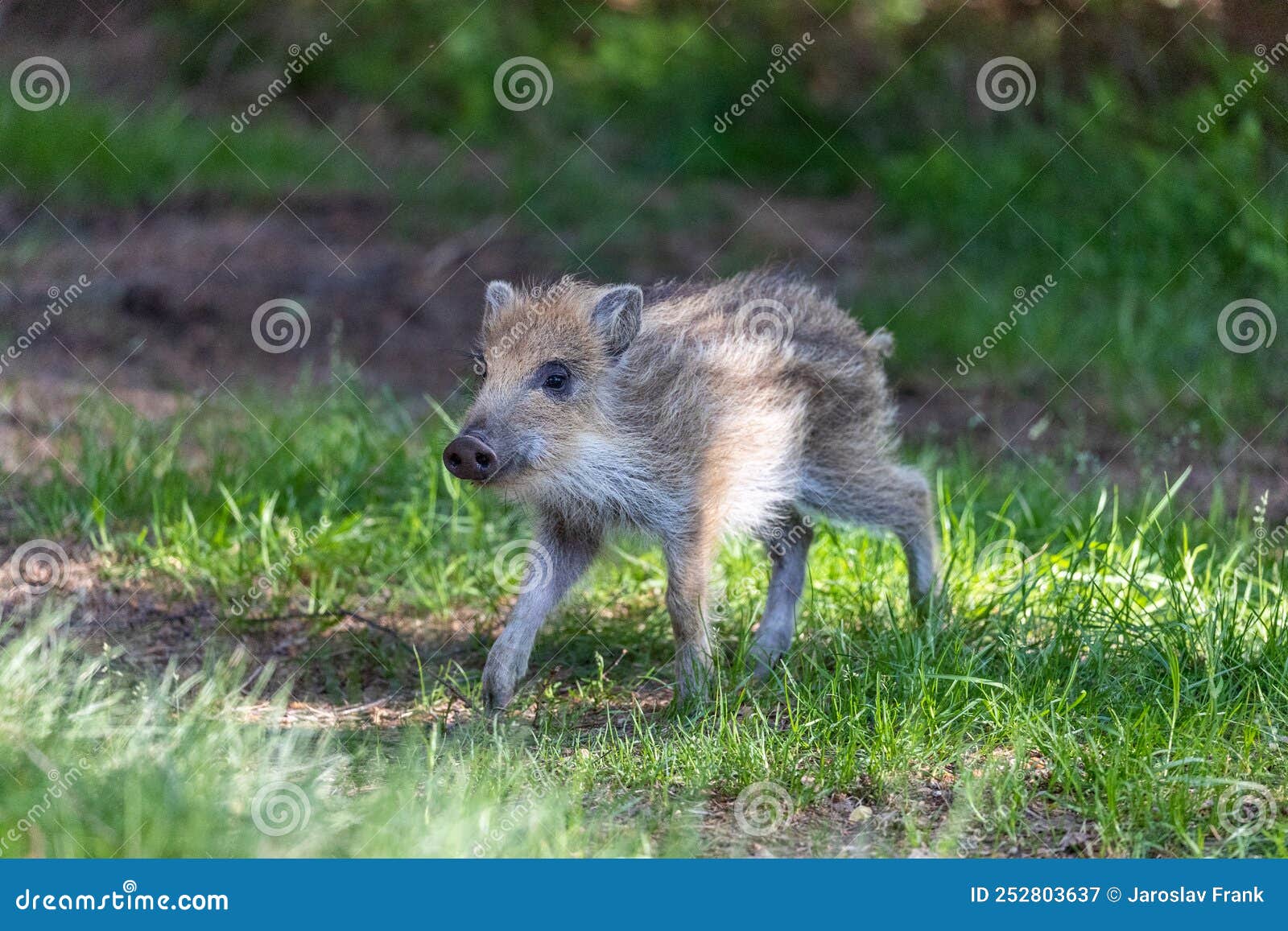 Running young wild boar stock image. Image of park, animal - 252803637