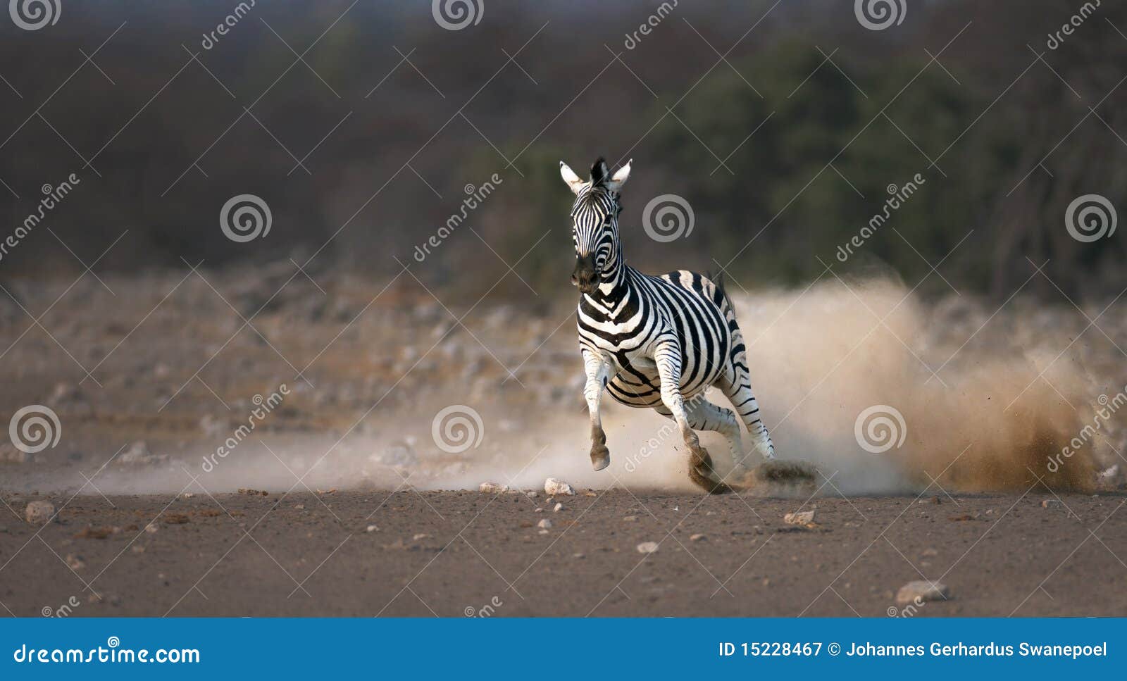 Running Zebra stock image. Image of plain, zebra, active - 15228467