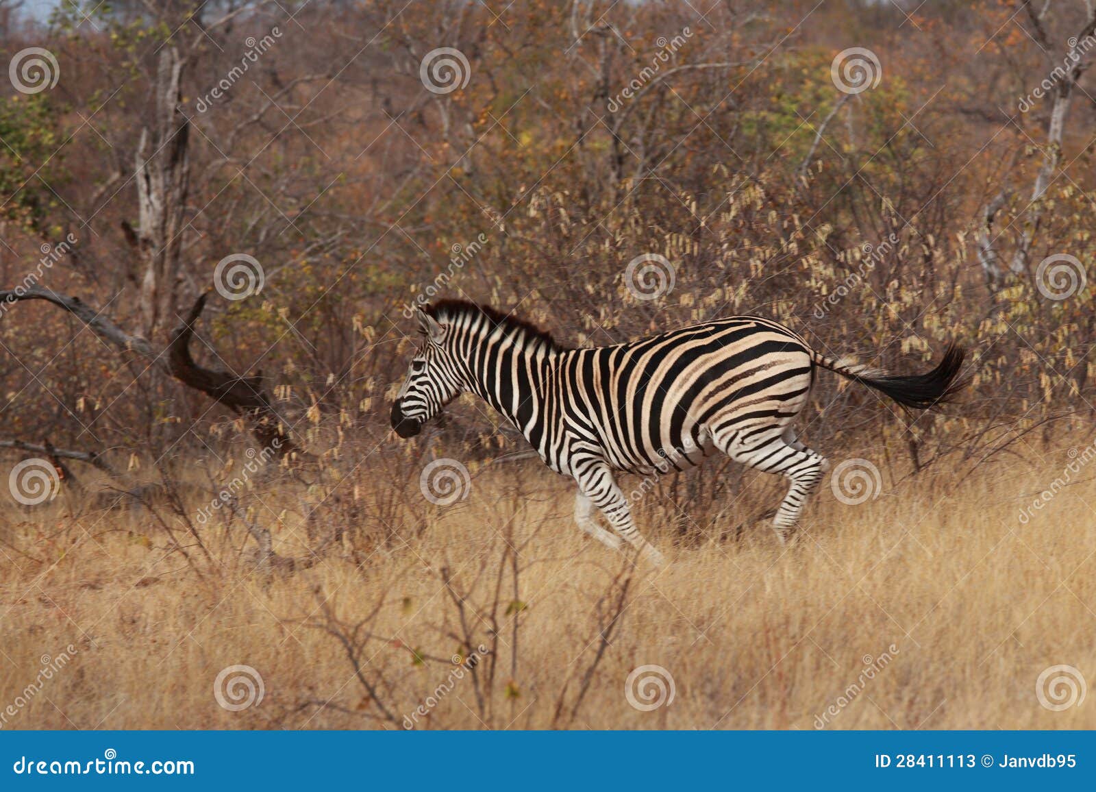 Running Zebra stock image. Image of black, background - 28411113