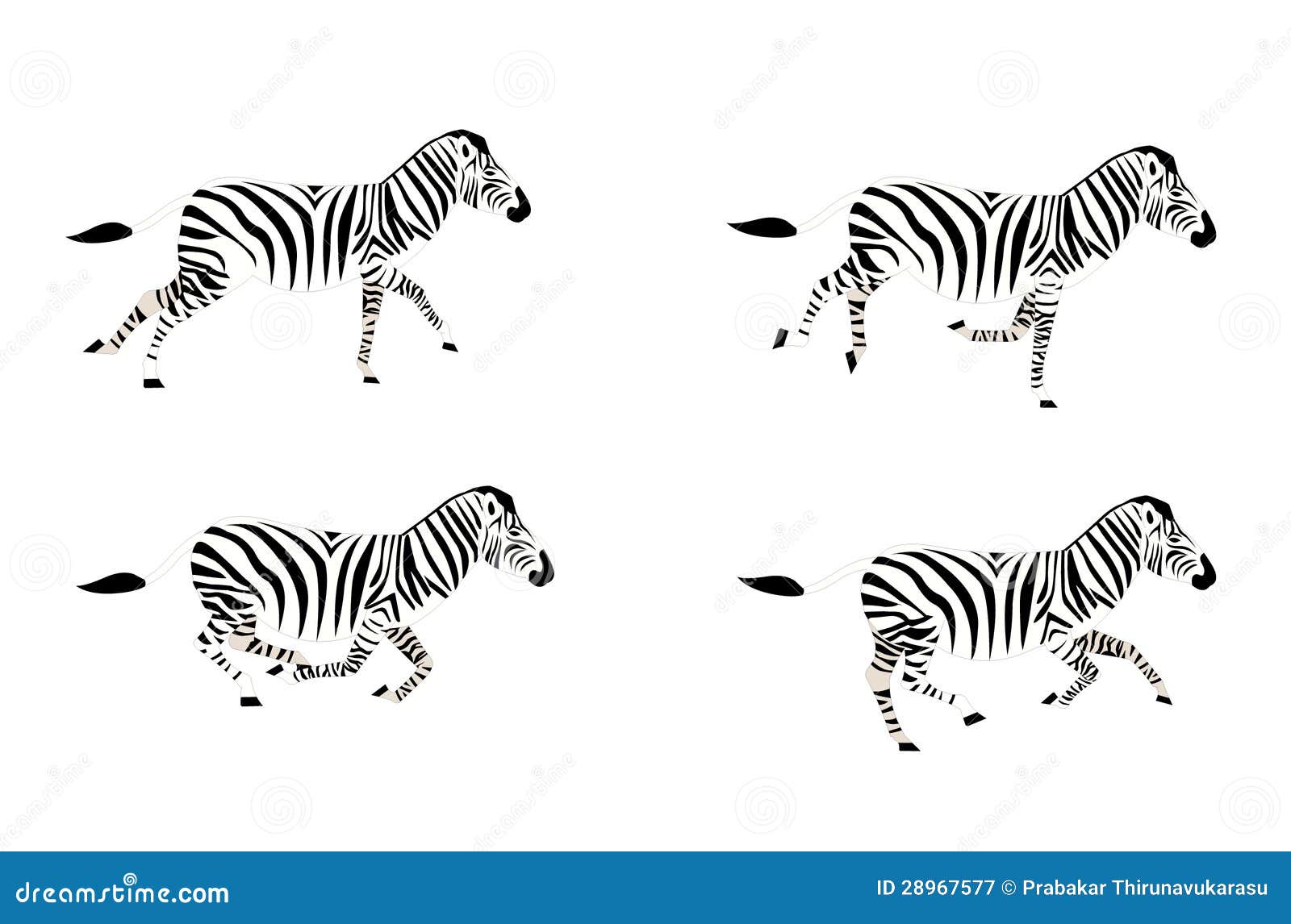 Running zebra stock illustration. Illustration of live - 28967577