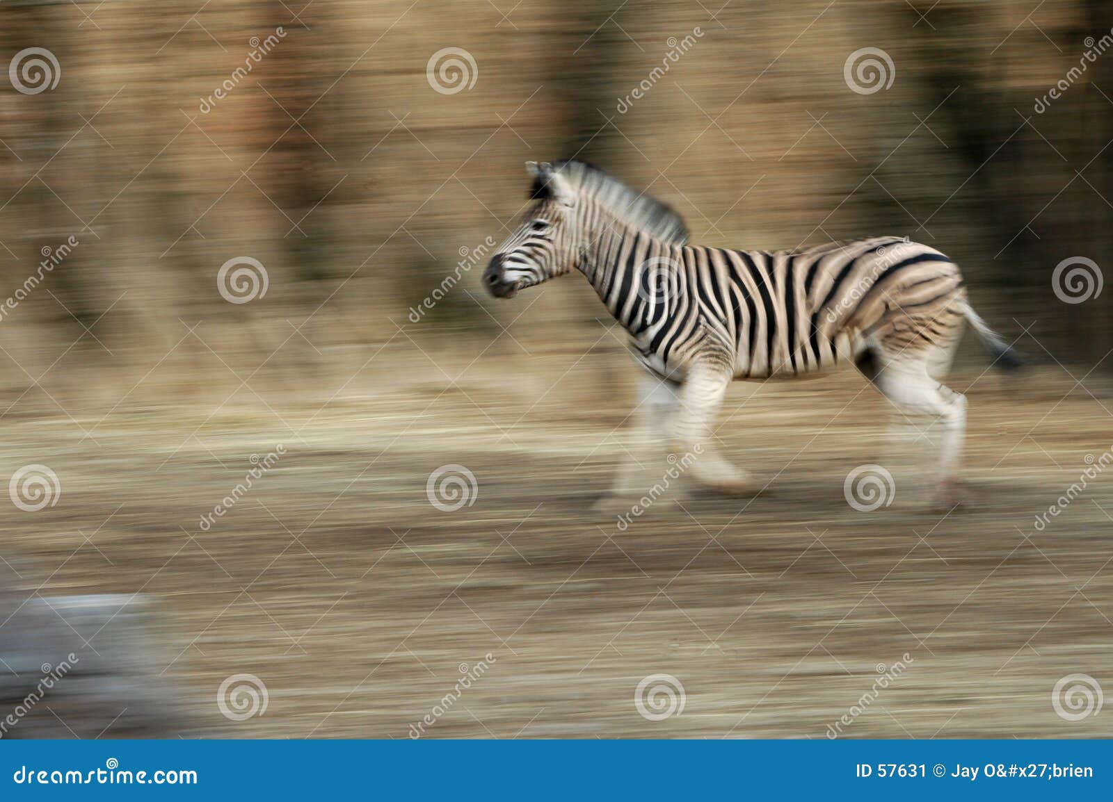 Running Zebra stock image. Image of action, running, africa - 57631