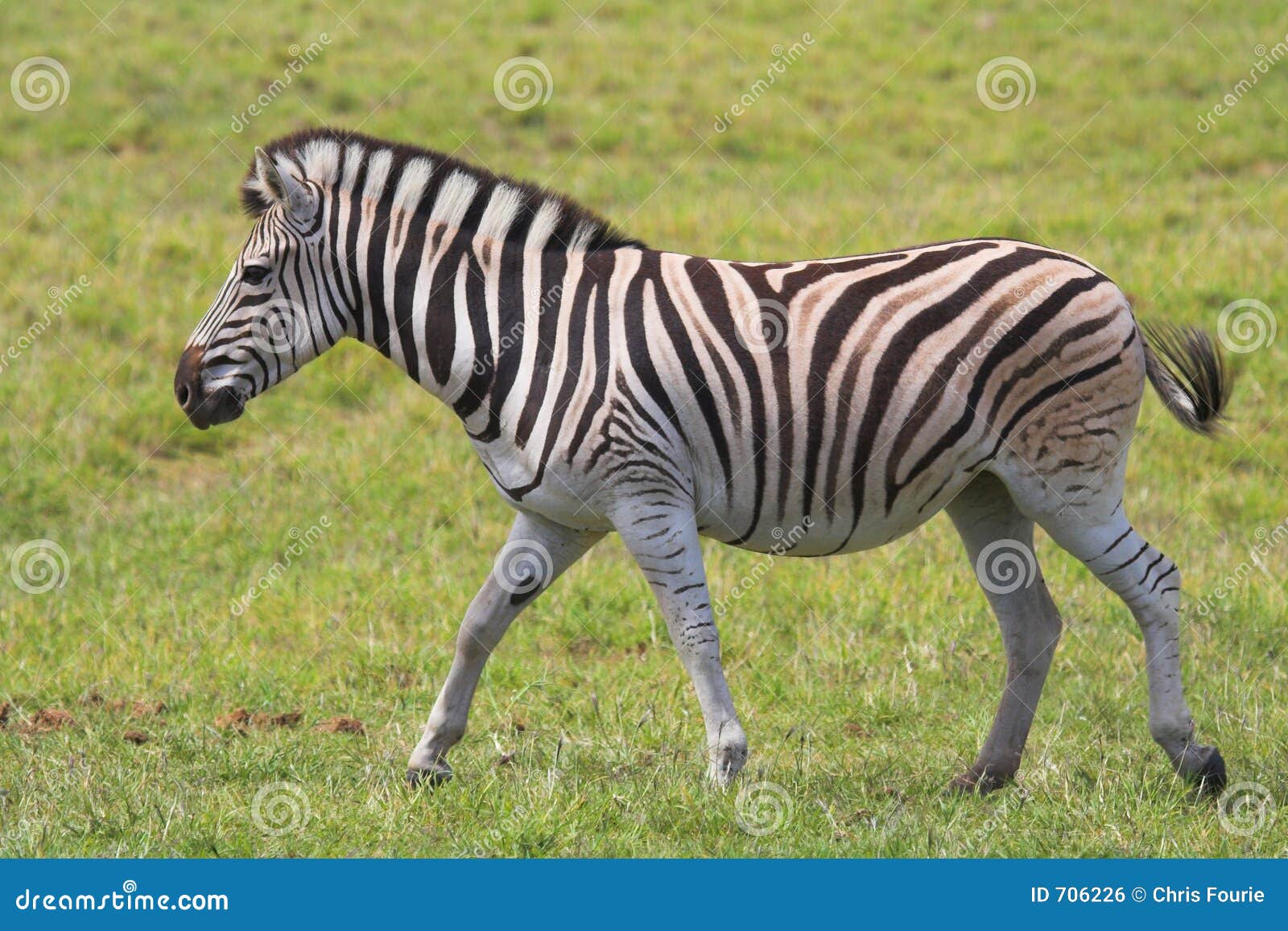 Running Zebra stock photo. Image of horse, wildlife, stripes - 706226
