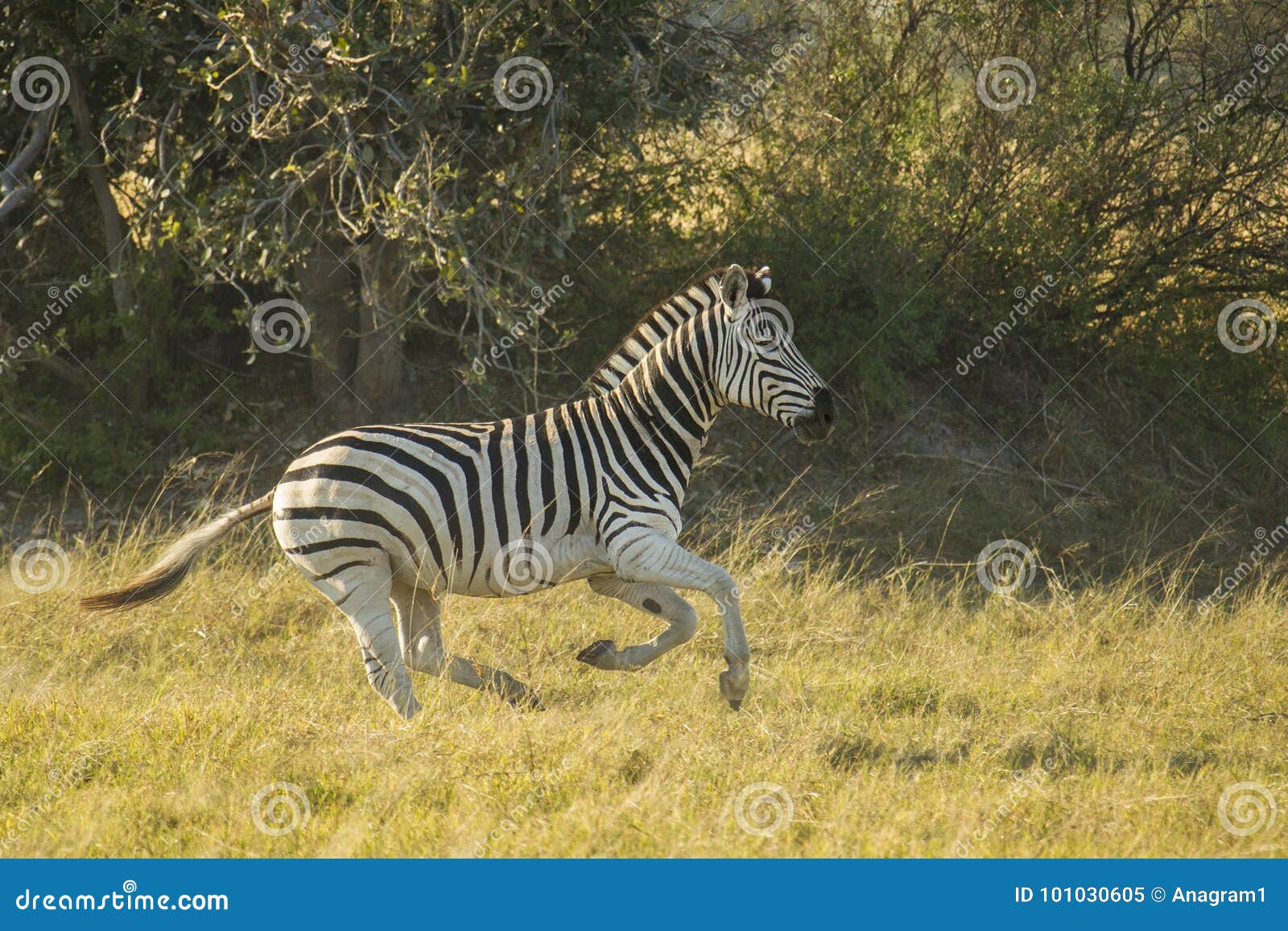 Running Zebra stock image. Image of botswana, safari - 101030605