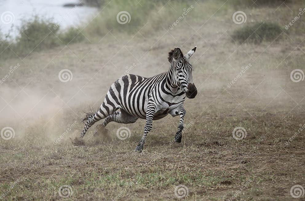 Running Zebra during the Great Migration. Kenya Stock Image - Image of ...