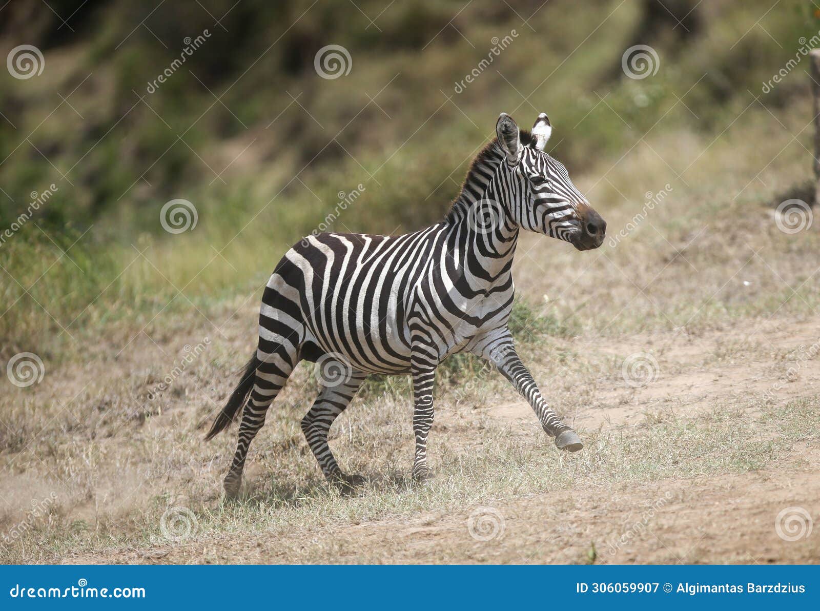 Running Zebra during the Great Migration. Kenya Stock Image - Image of ...