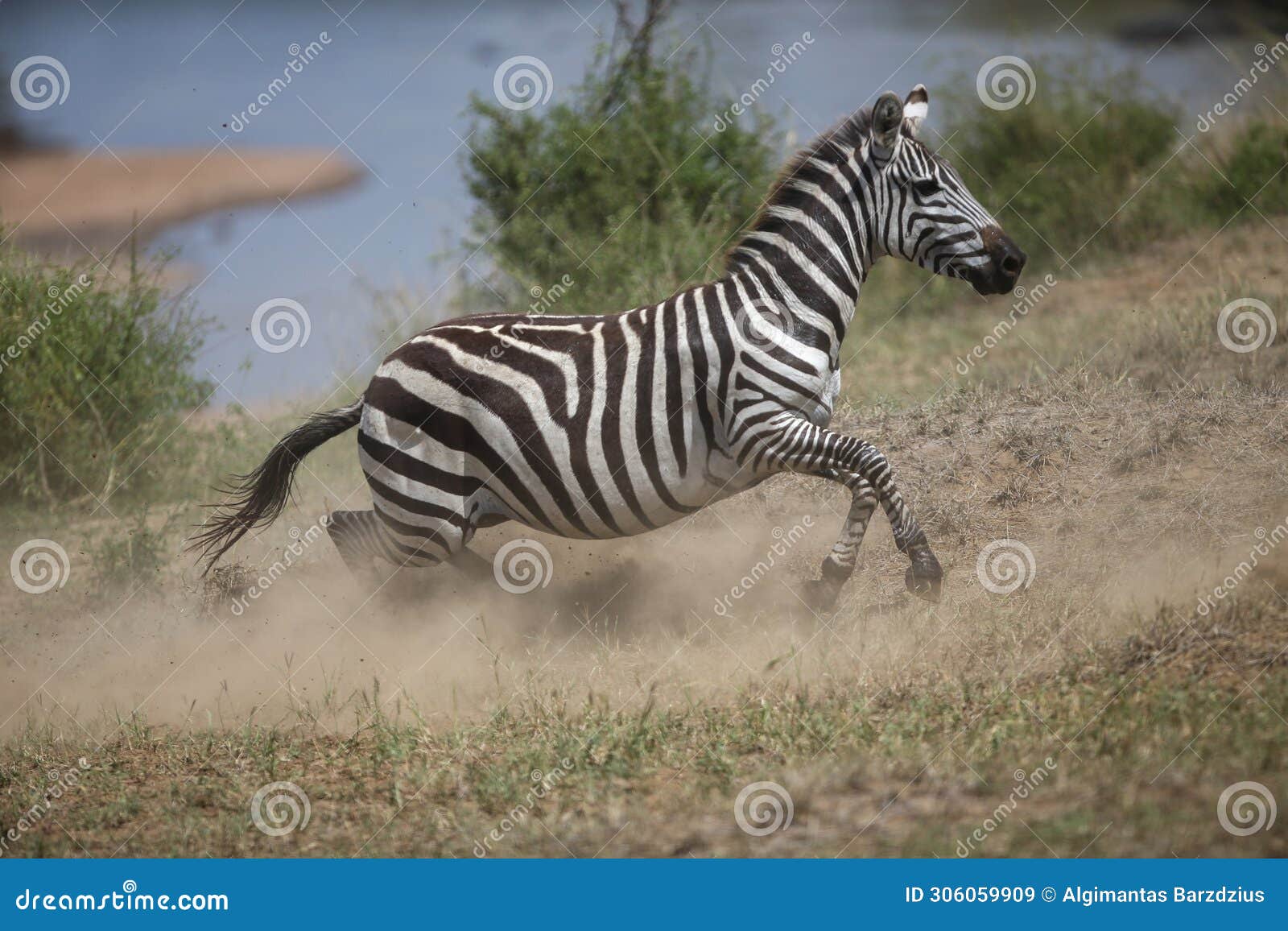Running Zebra during the Great Migration. Kenya Stock Image - Image of ...