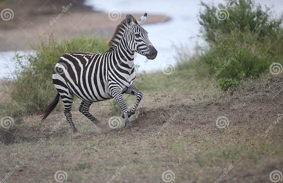 Running Zebra during the Great Migration. Kenya Stock Photo - Image of ...