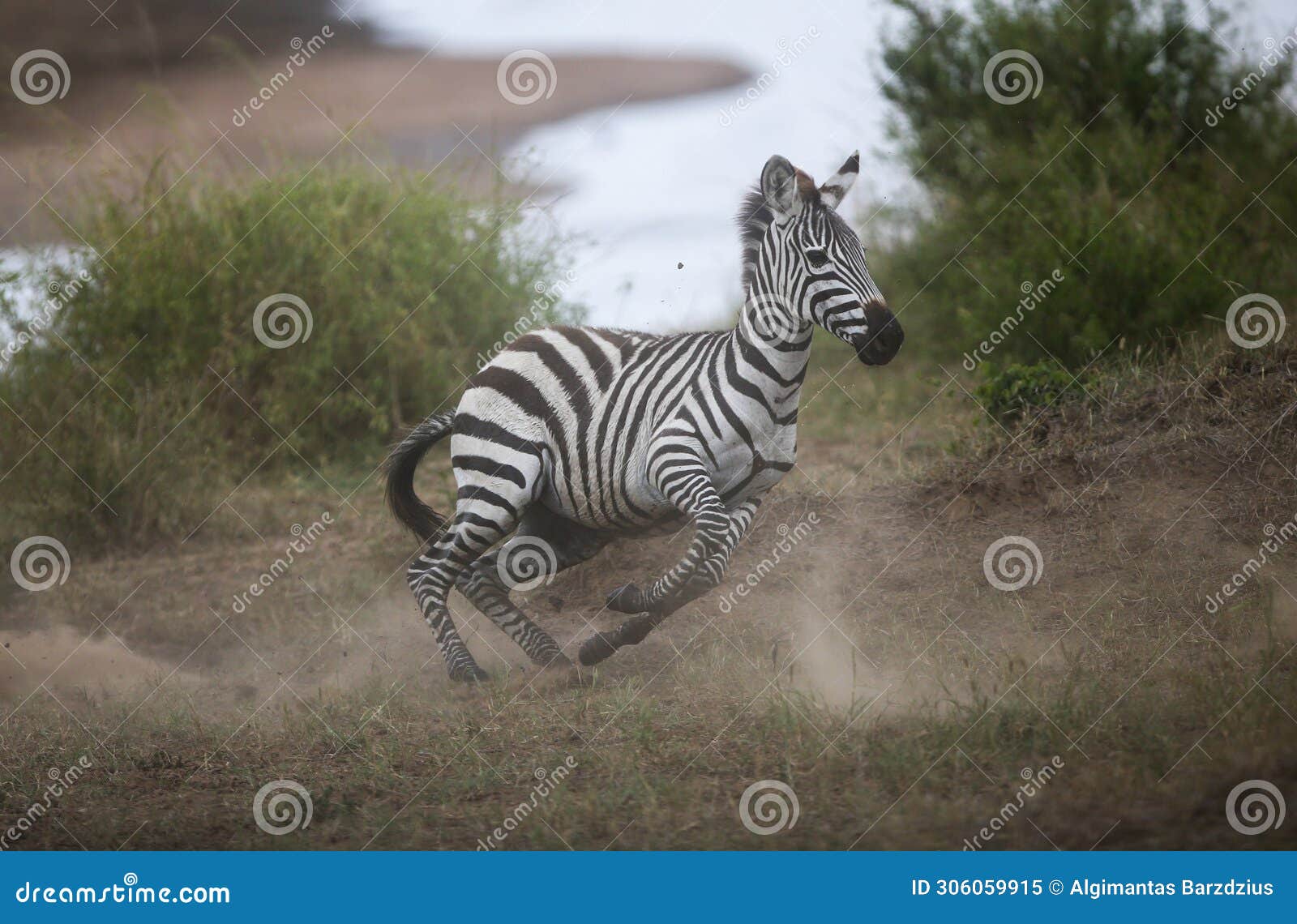 Running Zebra during the Great Migration. Kenya Stock Image - Image of ...