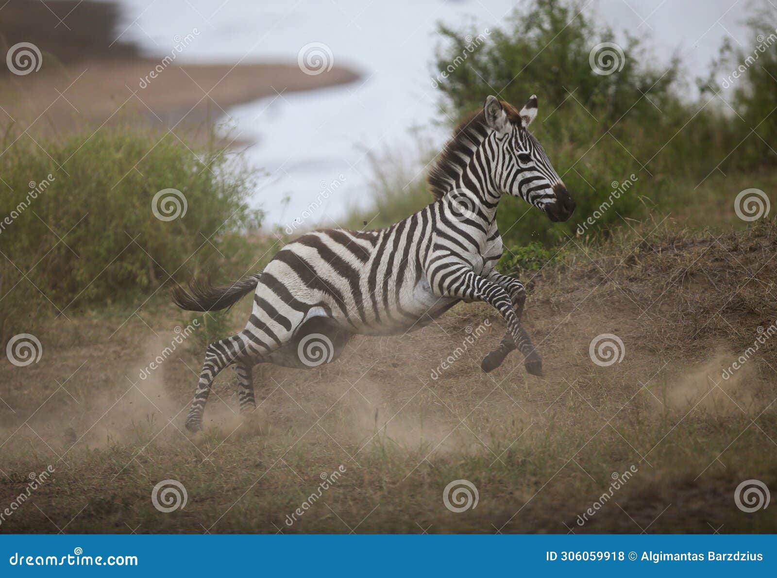 Running Zebra during the Great Migration. Kenya Stock Photo - Image of ...