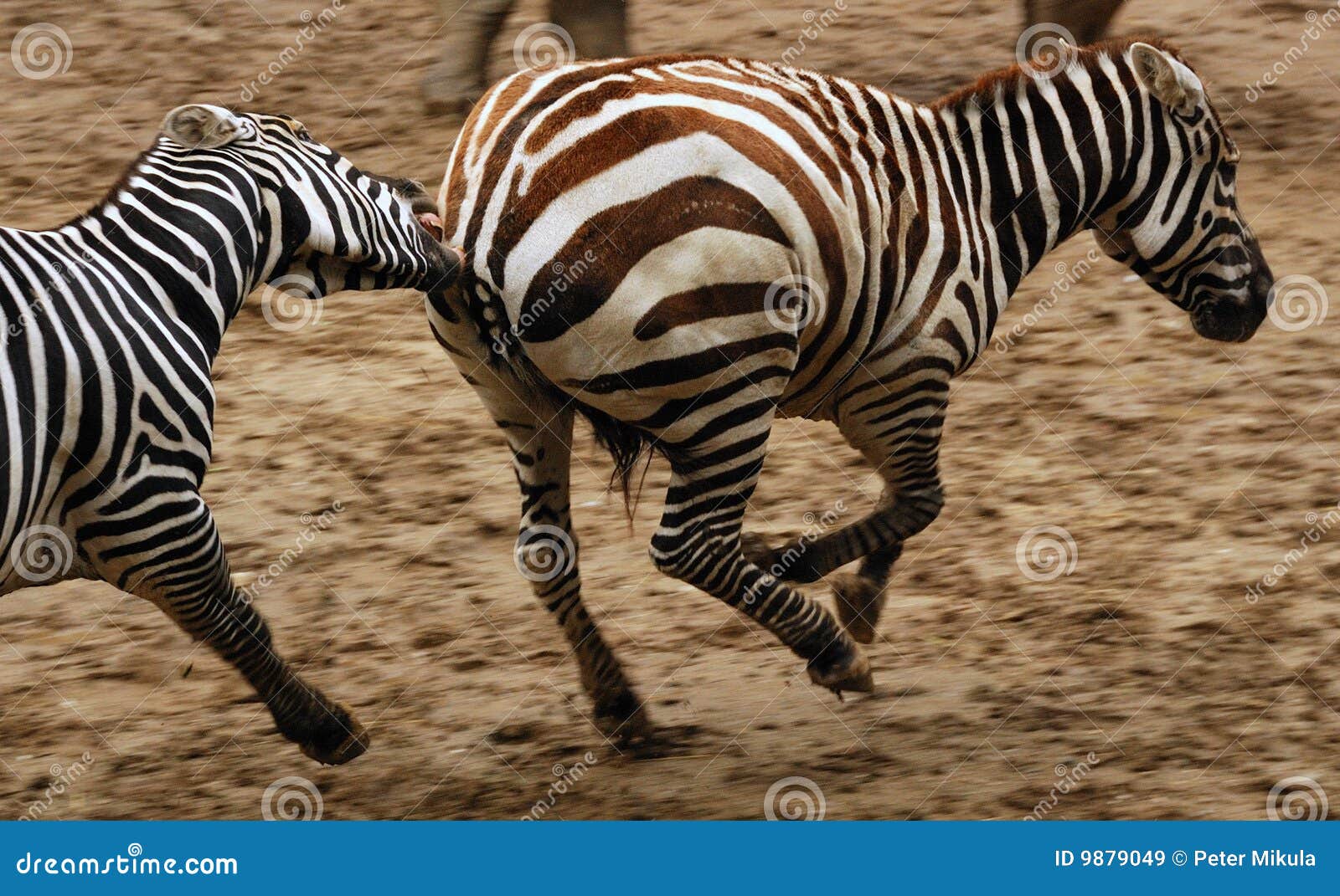 Running zebras stock image. Image of chasing, playful - 9879049