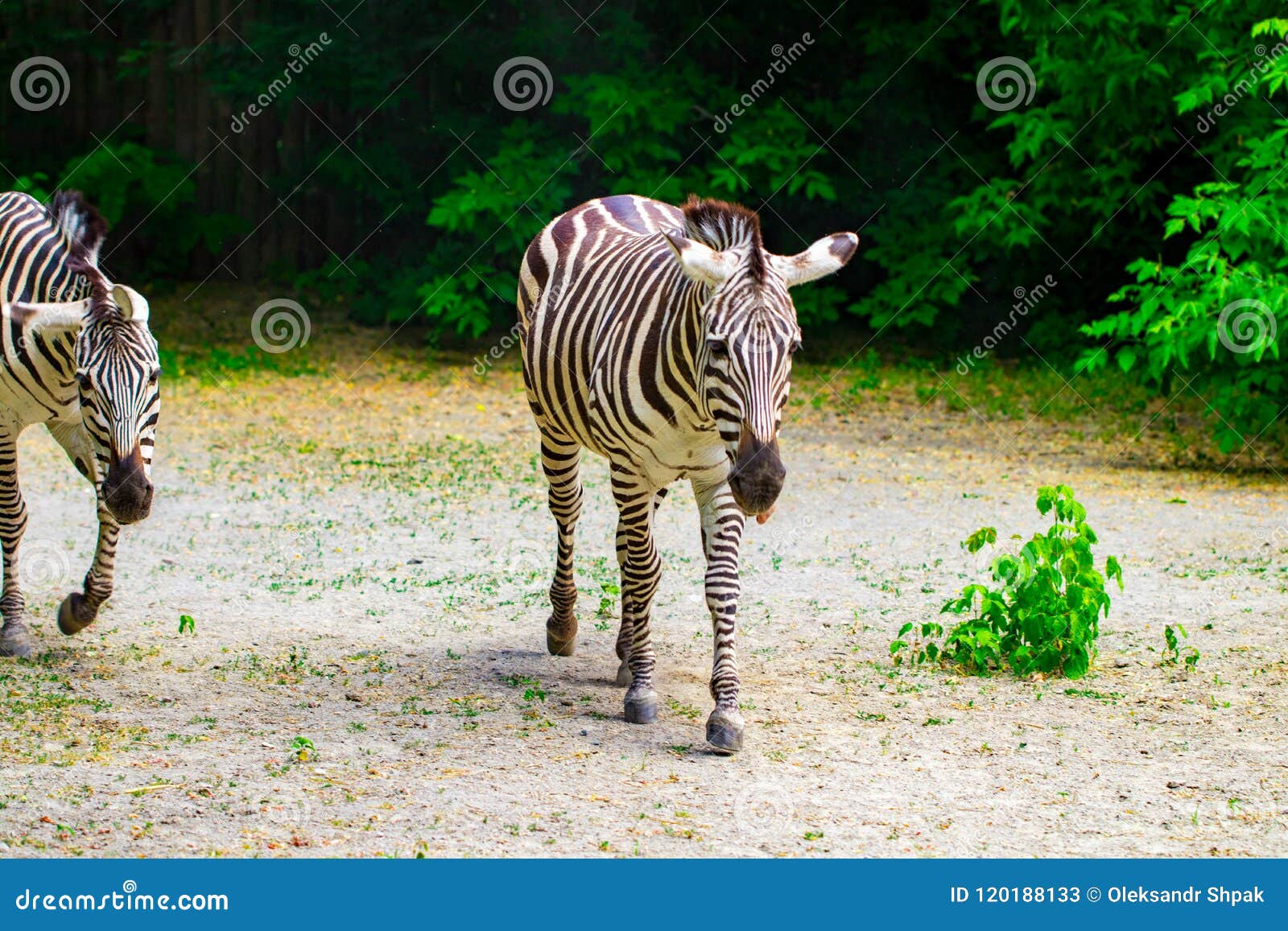 The Running Zebras in the Kyiv Zoo in Ukraine Stock Image - Image of ...